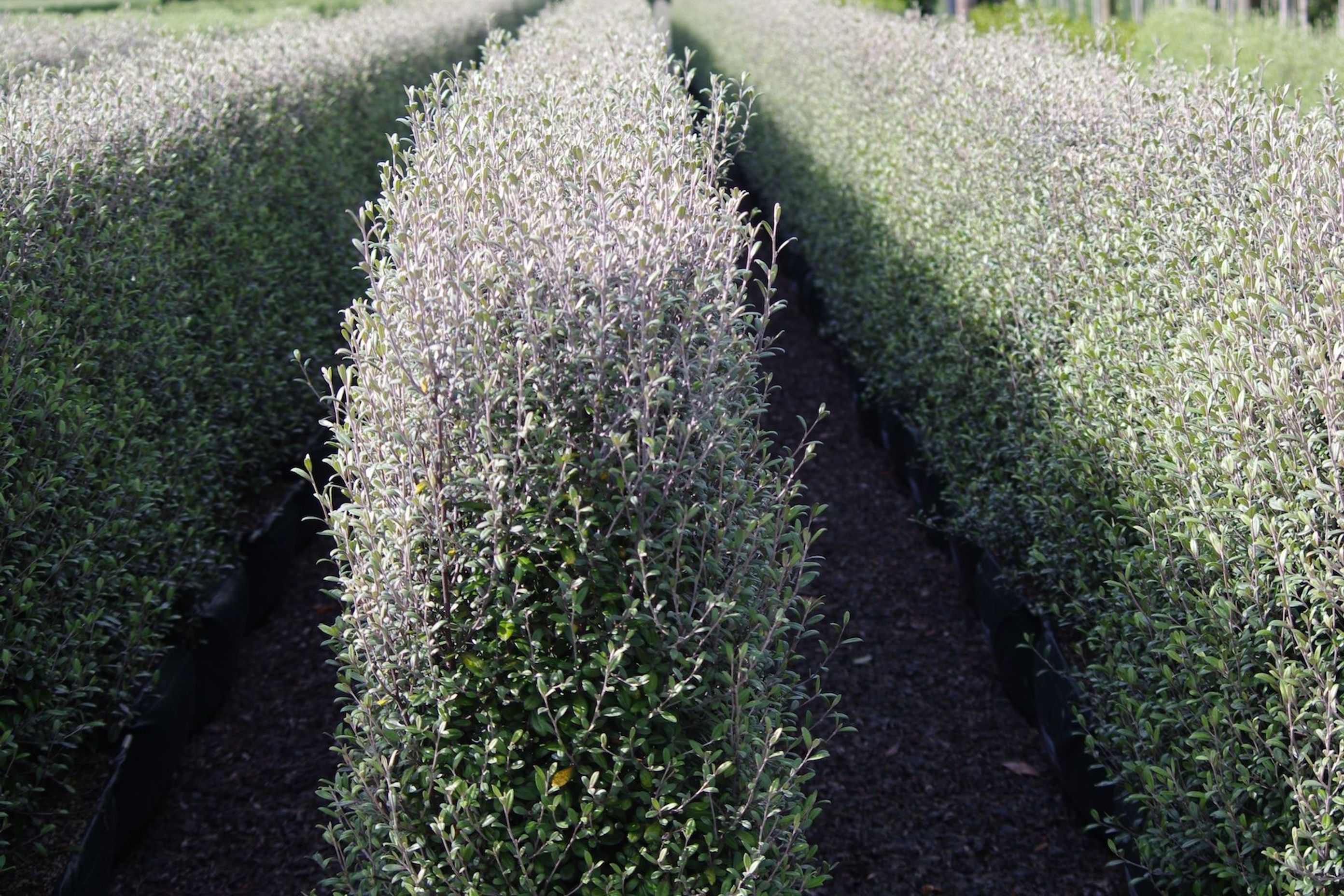 9 of the Best Hedges in New Zealand: Planting Tips and More