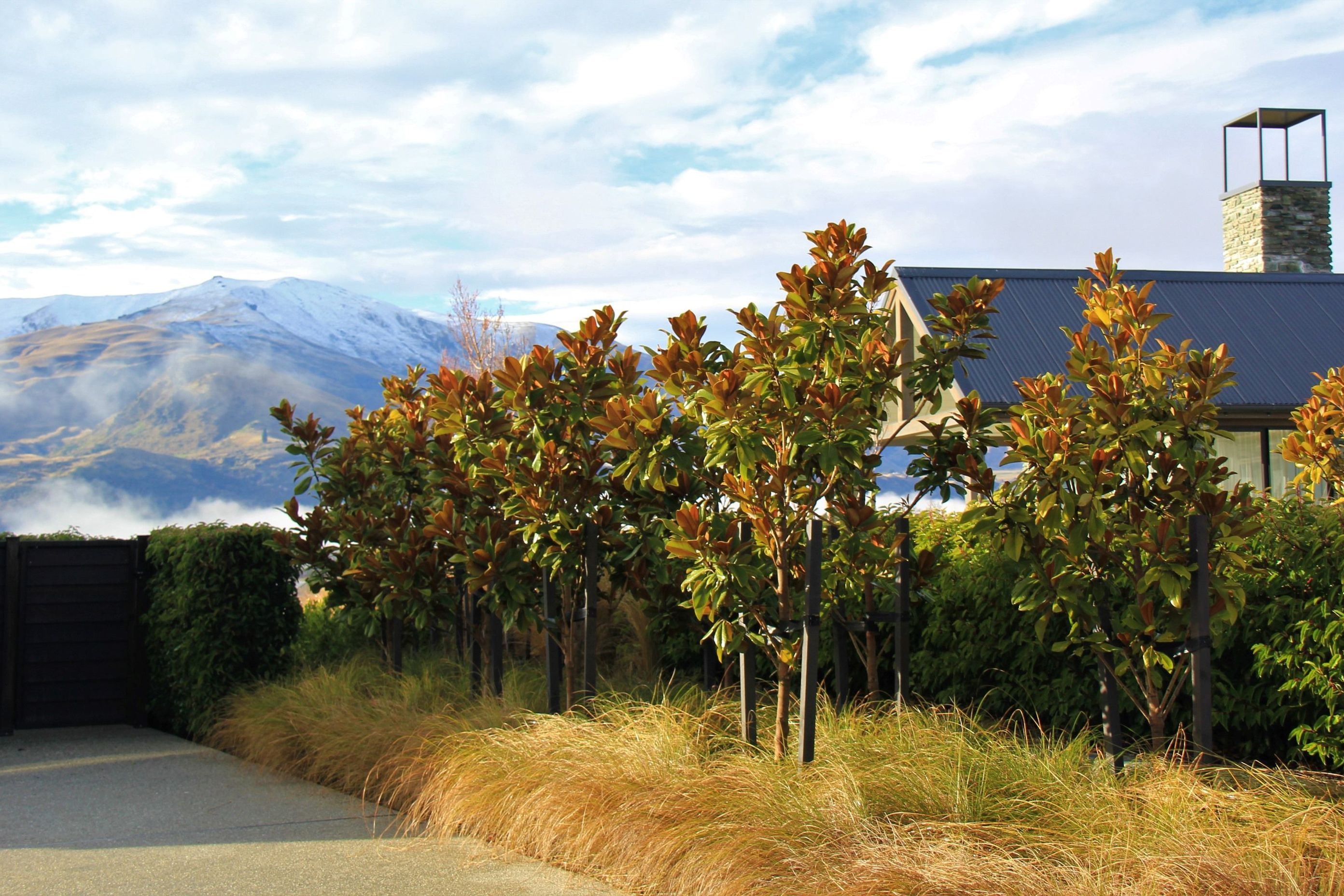 10 Fast Growing Evergreen Trees for Gardens in New Zealand