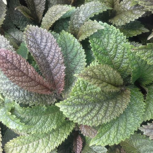 Native Plants | ArchiPro NZ