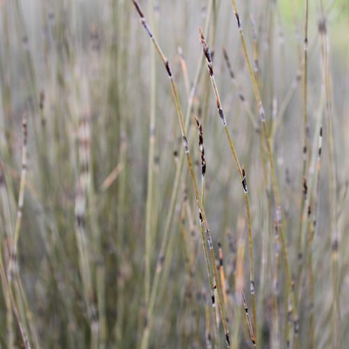 Native Plants | ArchiPro NZ