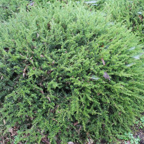 Native Plants | ArchiPro NZ