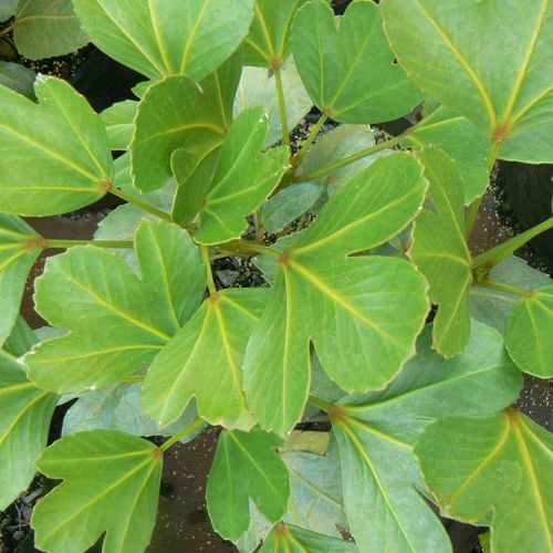 Native Plants | ArchiPro NZ