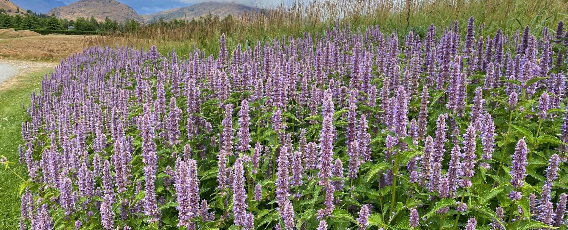 JVB Landscape | ArchiPro NZ