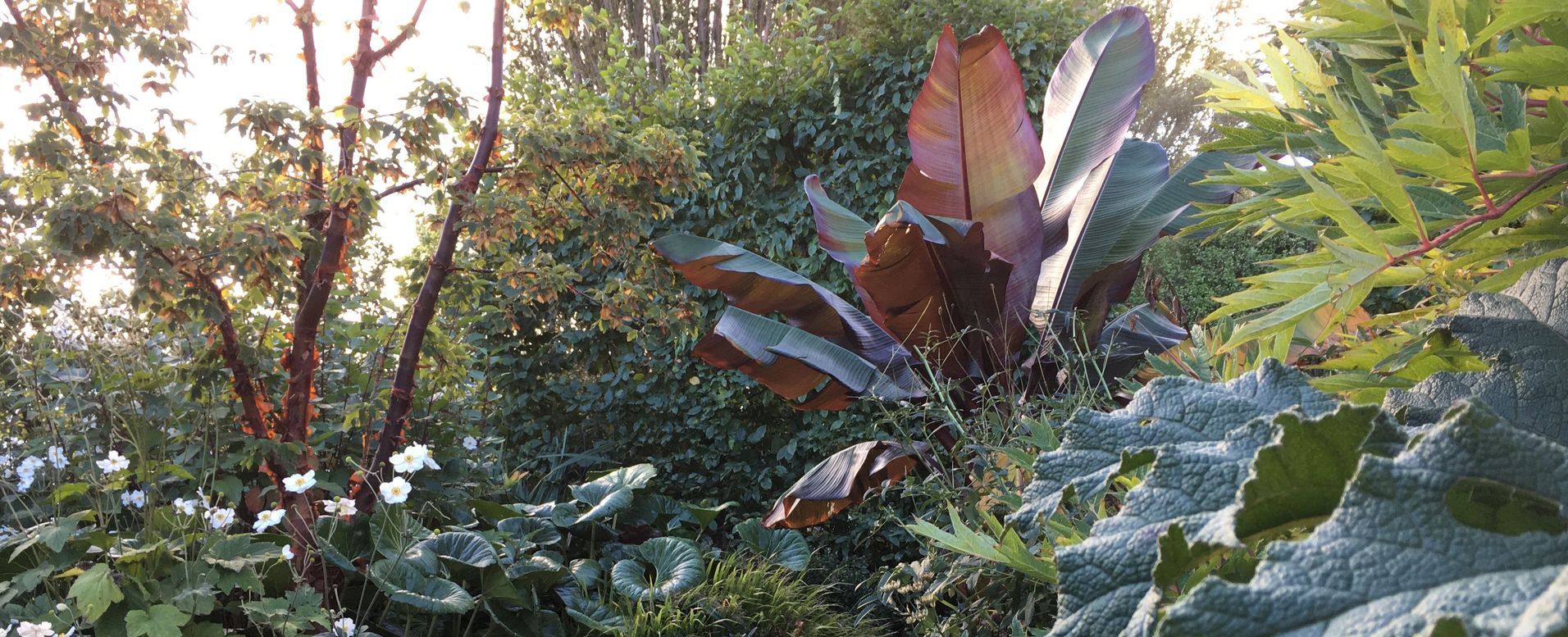 Botanic Landscape Architects | ArchiPro NZ