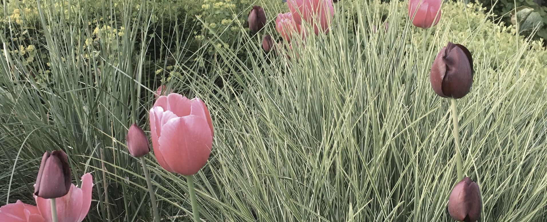 Botanic Landscape Architects | ArchiPro NZ