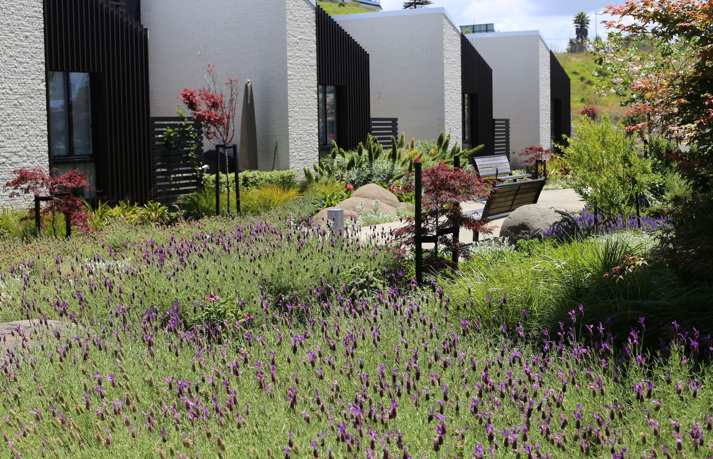 Metlifecare Gulf Rise by Boffa Miskell | ArchiPro NZ