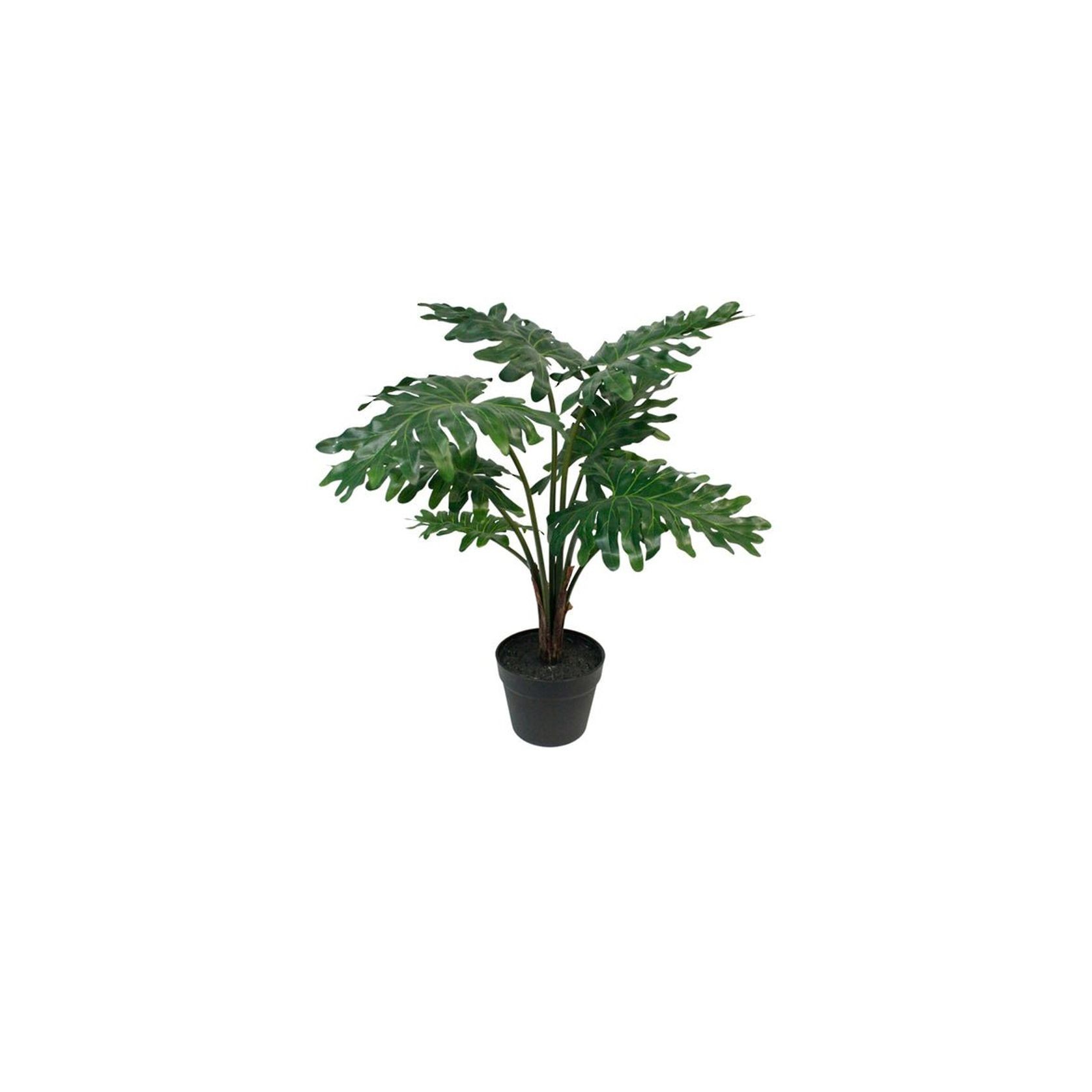 Potted Grand Philodendron 61Cm | ArchiPro NZ