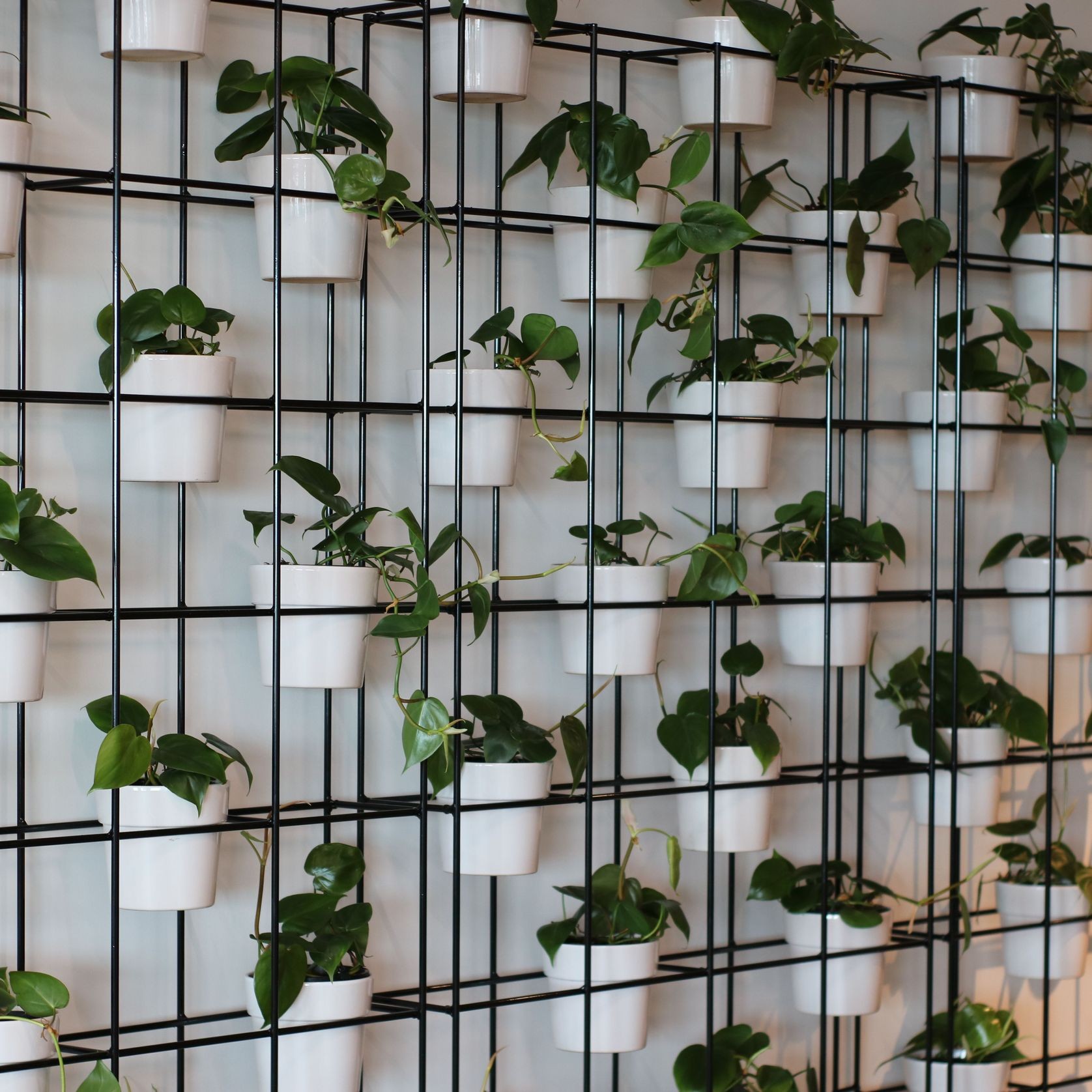 Plant Grid Frames | Hire Plants | ArchiPro NZ