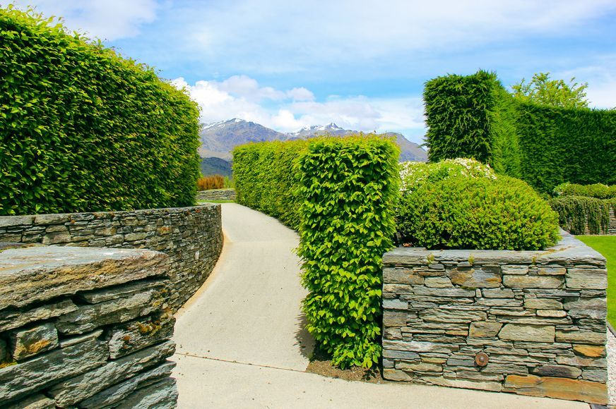 Hedging Projects | Easy Big Trees | ArchiPro NZ