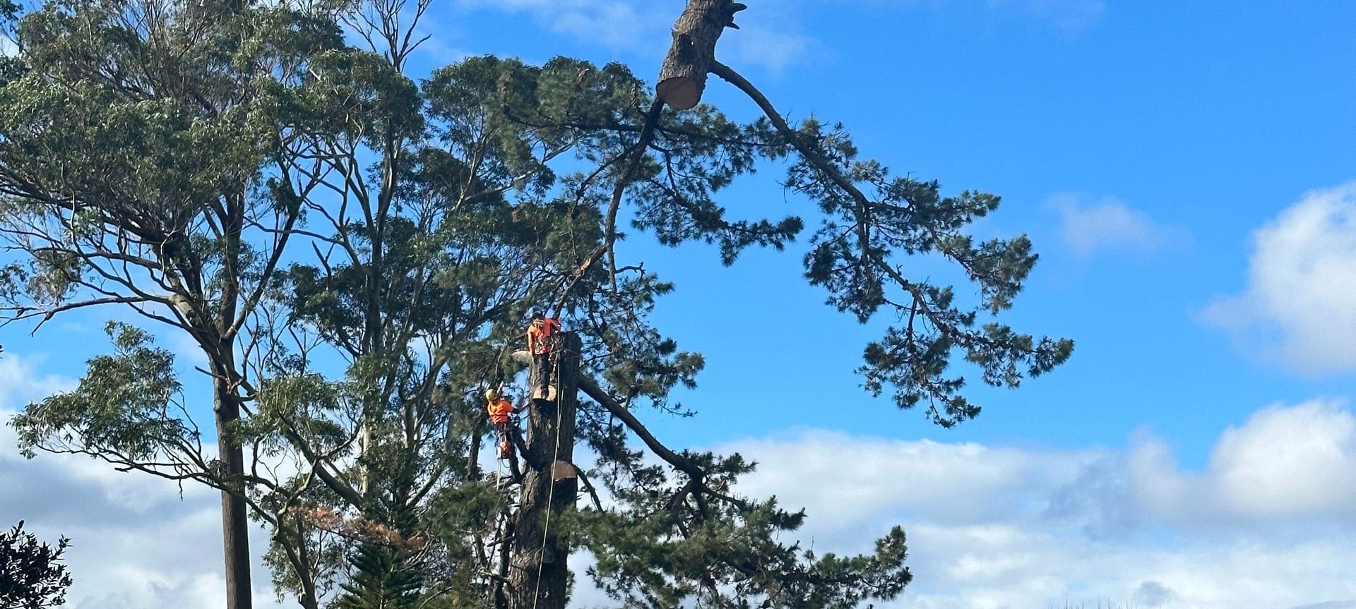 ZERO IMPACT TREE REMOVAL