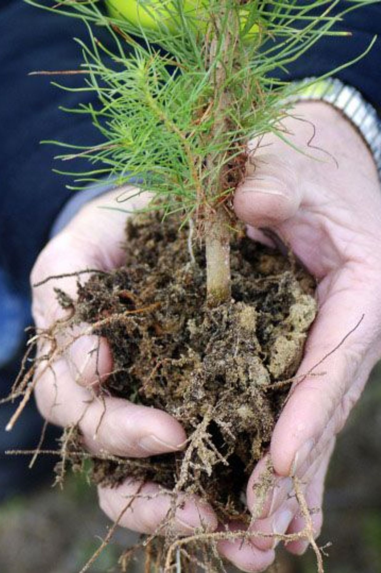 Radiata Pine: The Future of New Zealand Timber | ArchiPro NZ