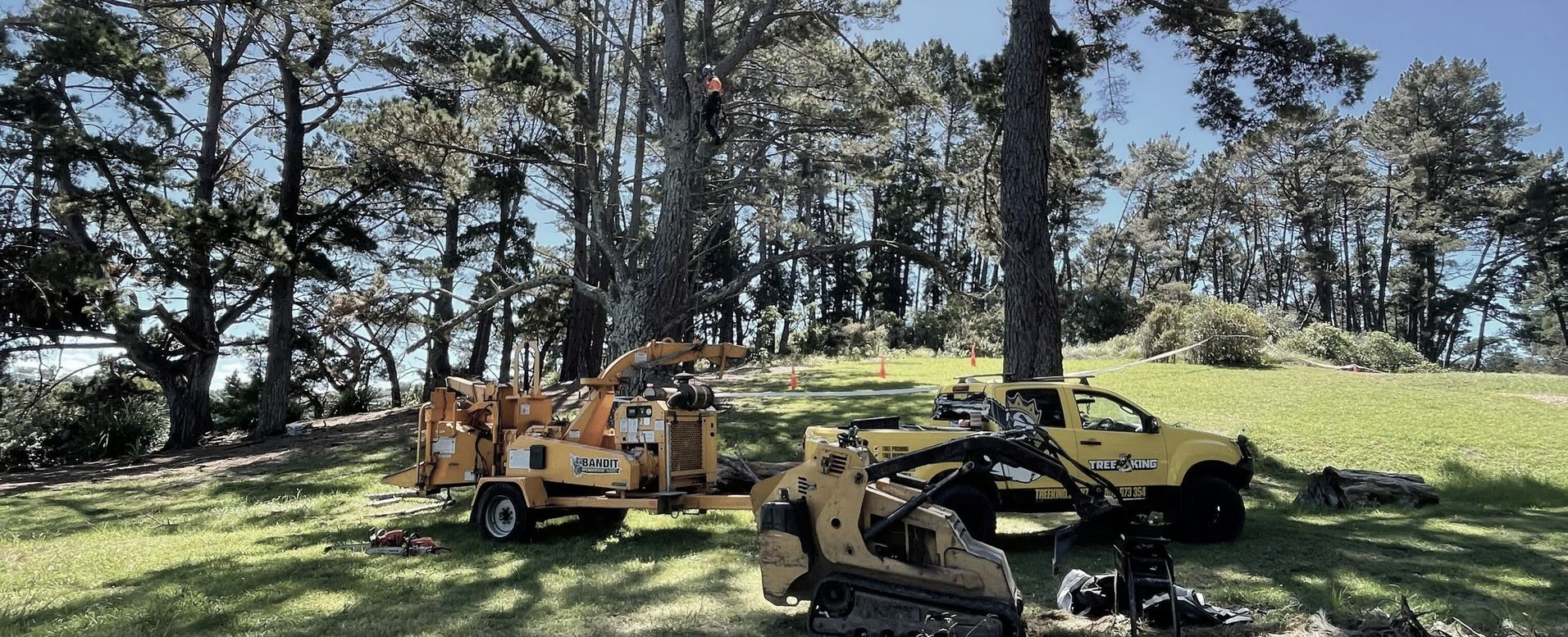 Tree King | ArchiPro NZ