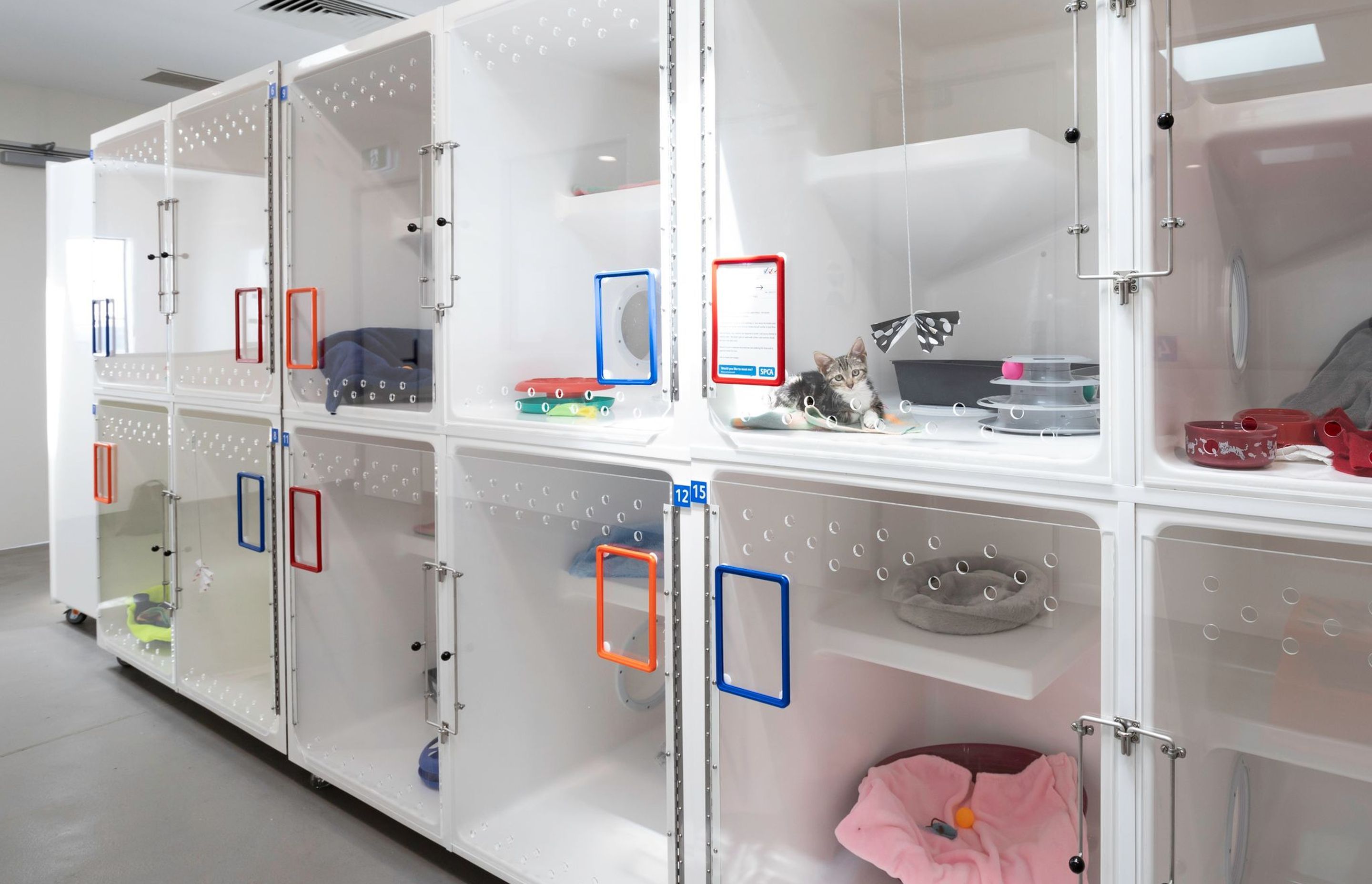 SPCA Hobsonville by Q Construction | ArchiPro NZ