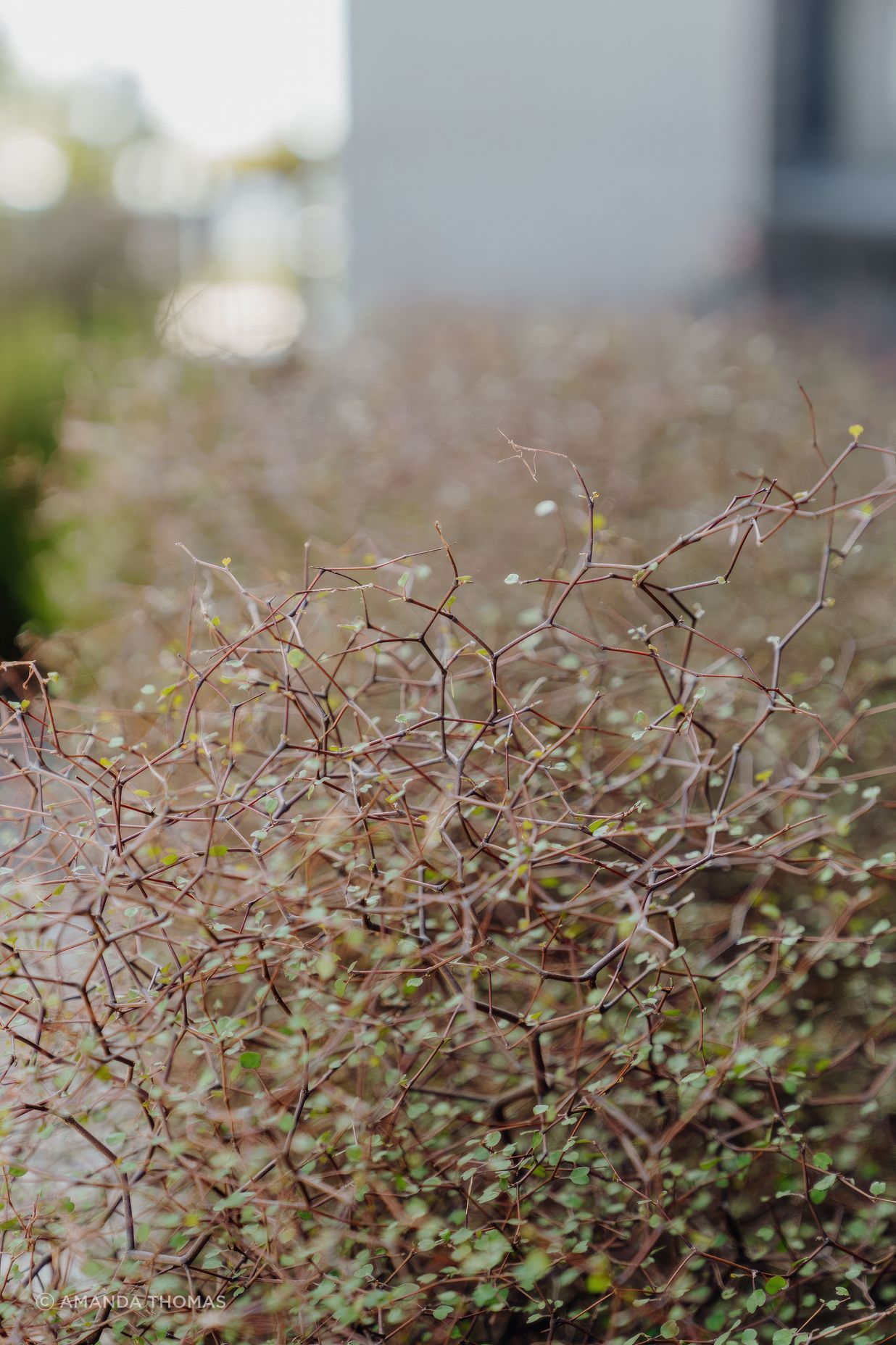 Upper Queen Steet, Pukekohe by Onsite Landscapes | ArchiPro NZ