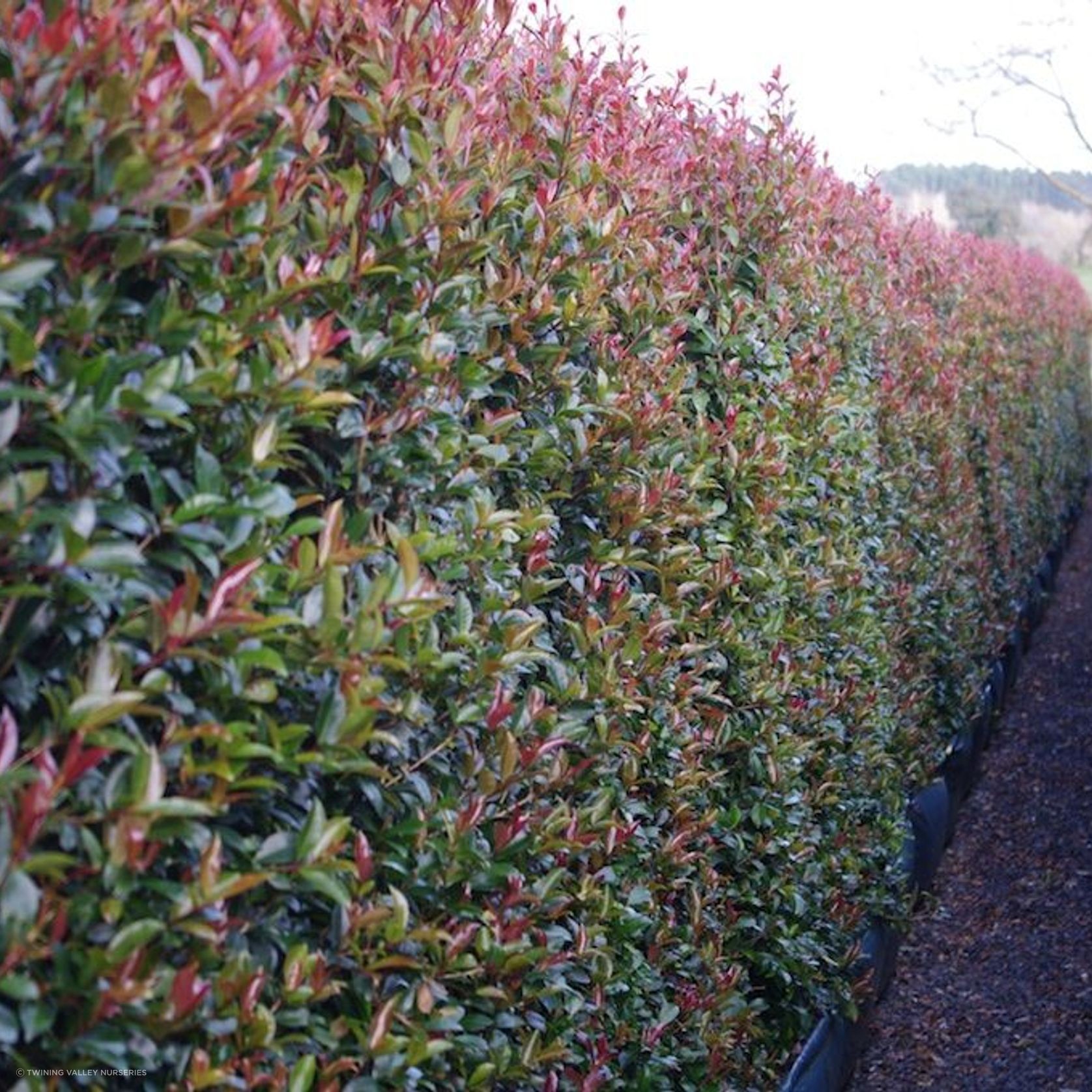 LIVING SCREEN™ – tall-growing instant hedge range. | ArchiPro NZ