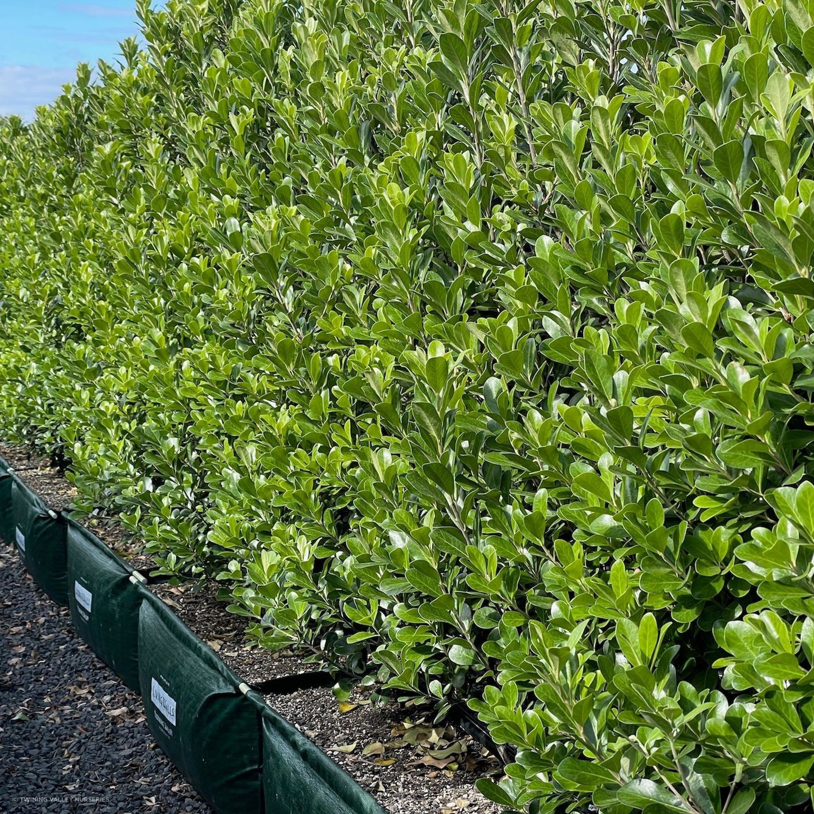 LIVING SCREEN™ – tall-growing instant hedge range. | ArchiPro NZ