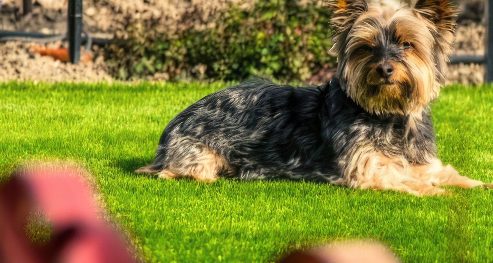Elevate Your Outdoor Space with SmartGrass for Dogs