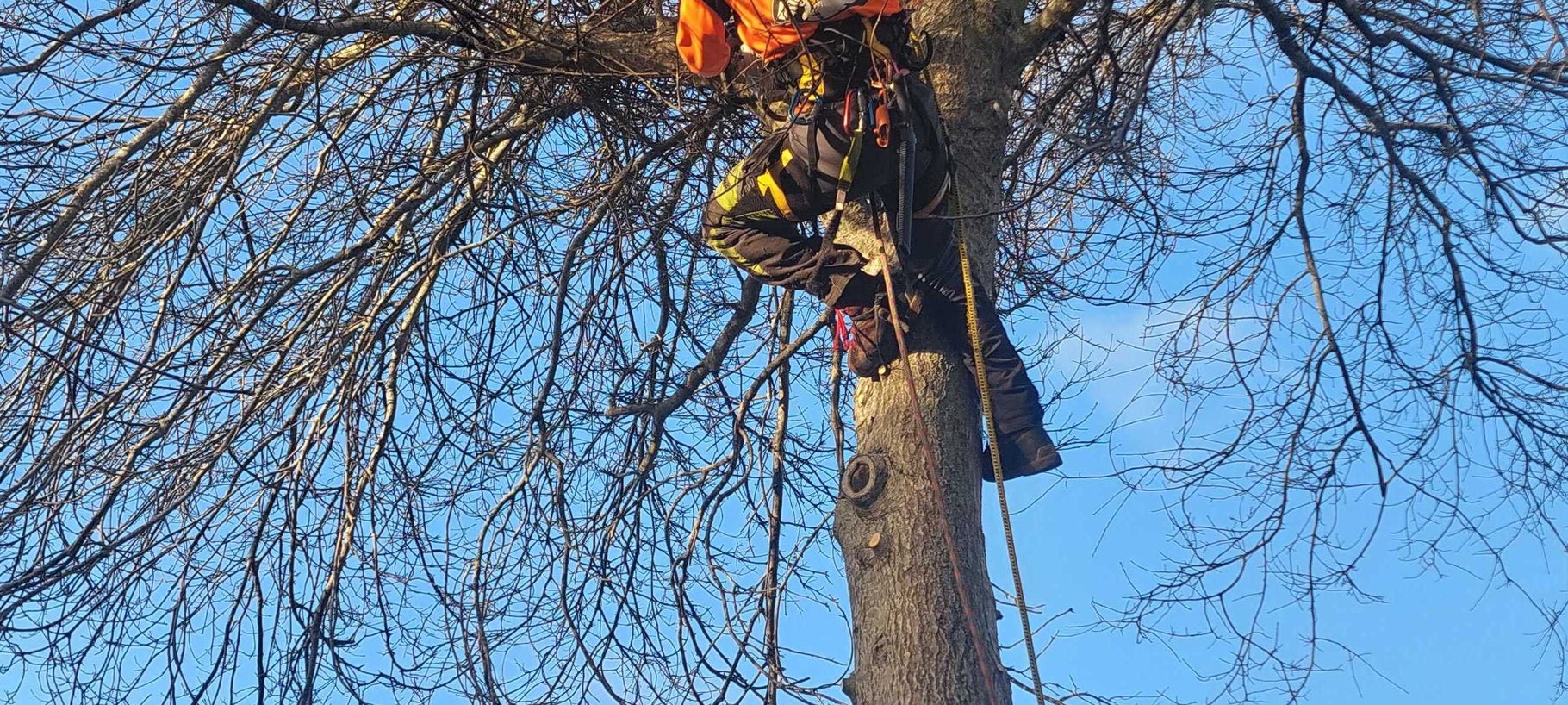 LAST CHANCE TO PRUNE YOUR DECIDUOUS TREES!