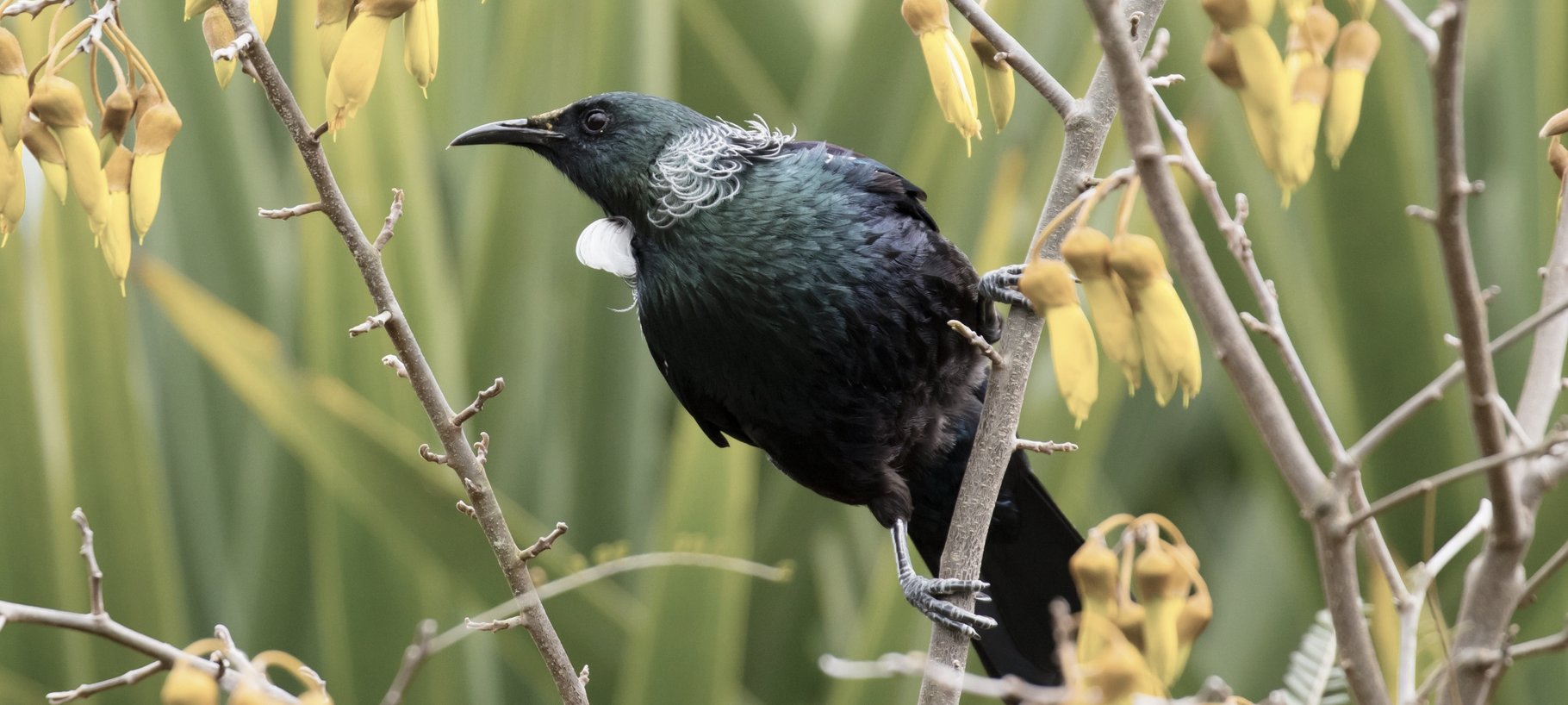 Your Ultimate Guide: Design A Native New Zealand Garden