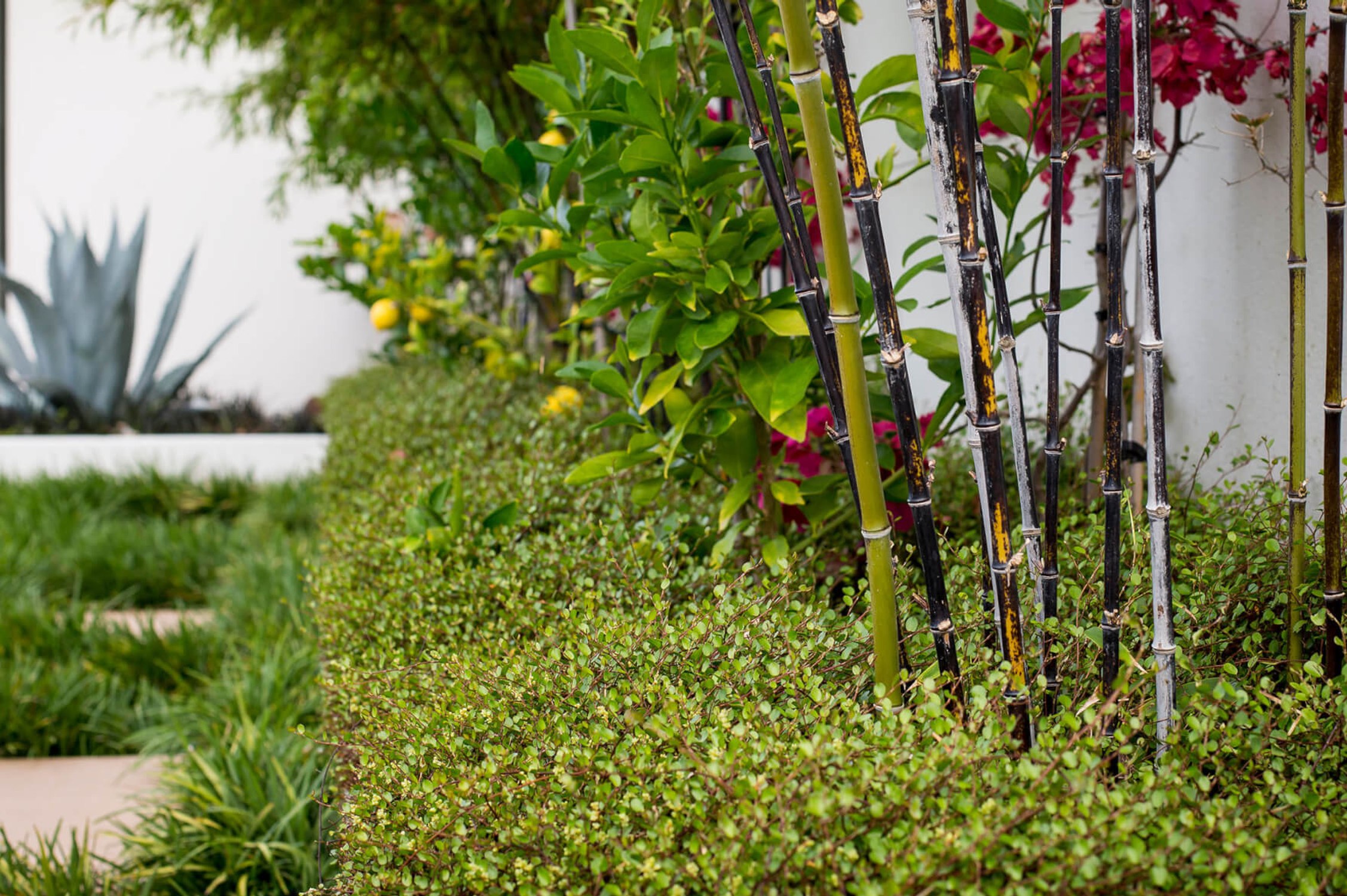 Estuary Garden Henry Blakely Landscapes | ArchiPro NZ