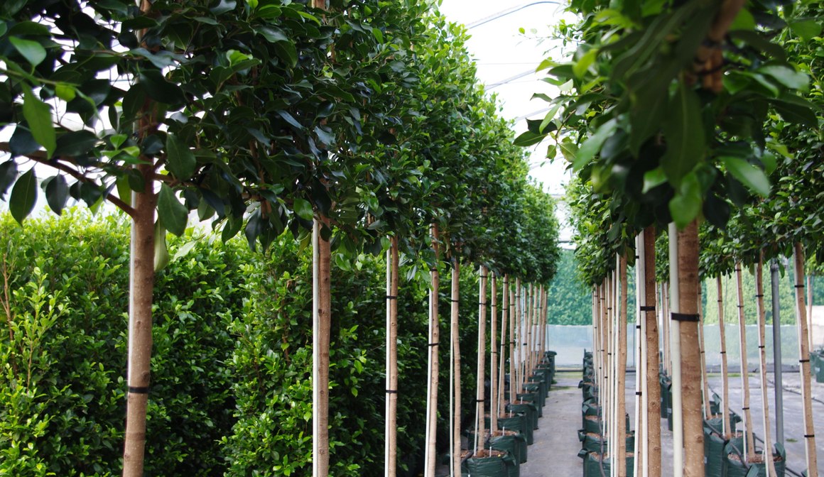 Twining Valley Nurseries Ficus tuffi pleached screen hedge | ArchiPro NZ