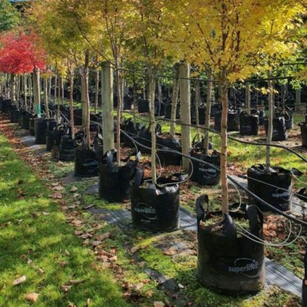 Psuedowintera colorata | Native Pepper Tree - NZ Native Plants NZ ...