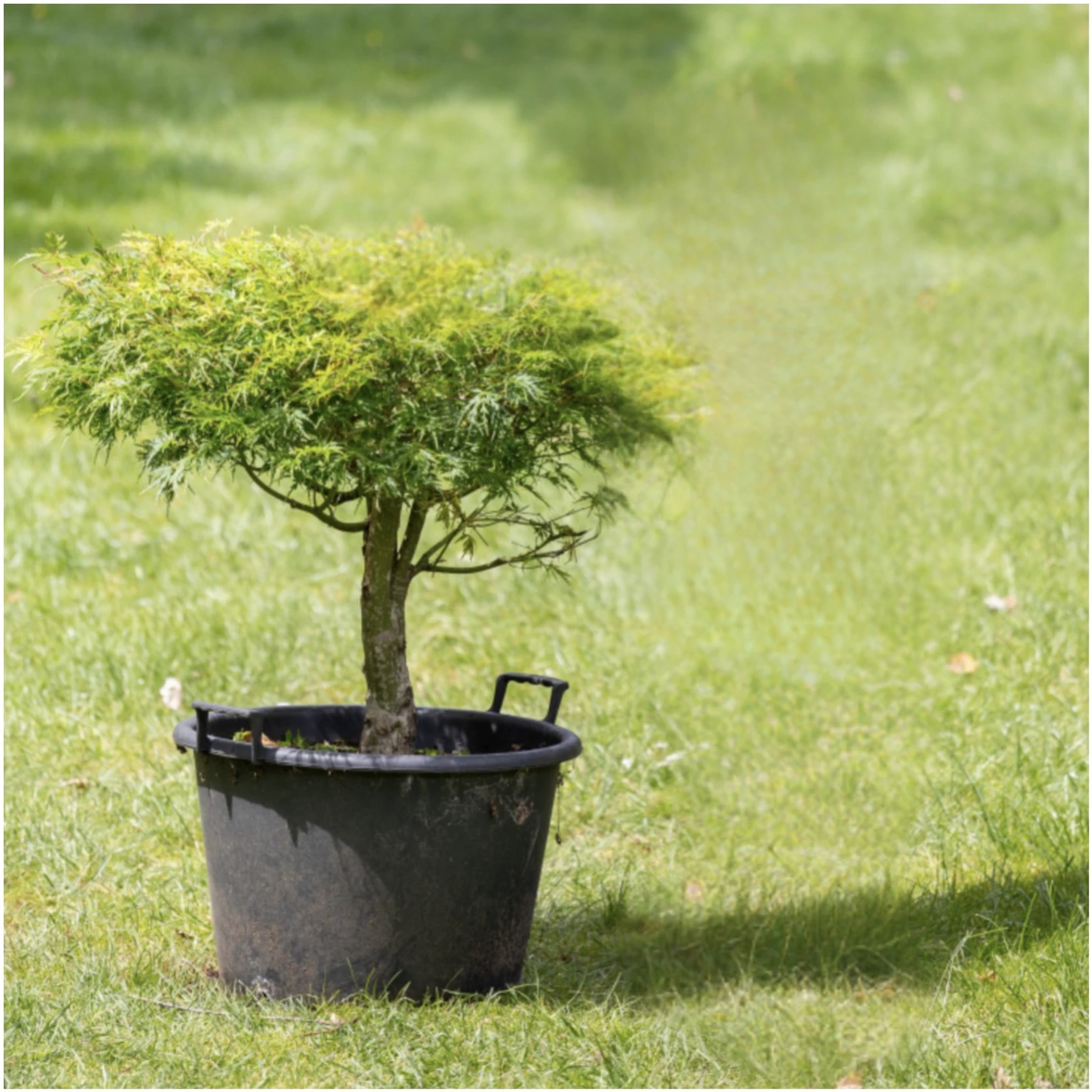 Acer Seiryu - 3638 | ArchiPro NZ