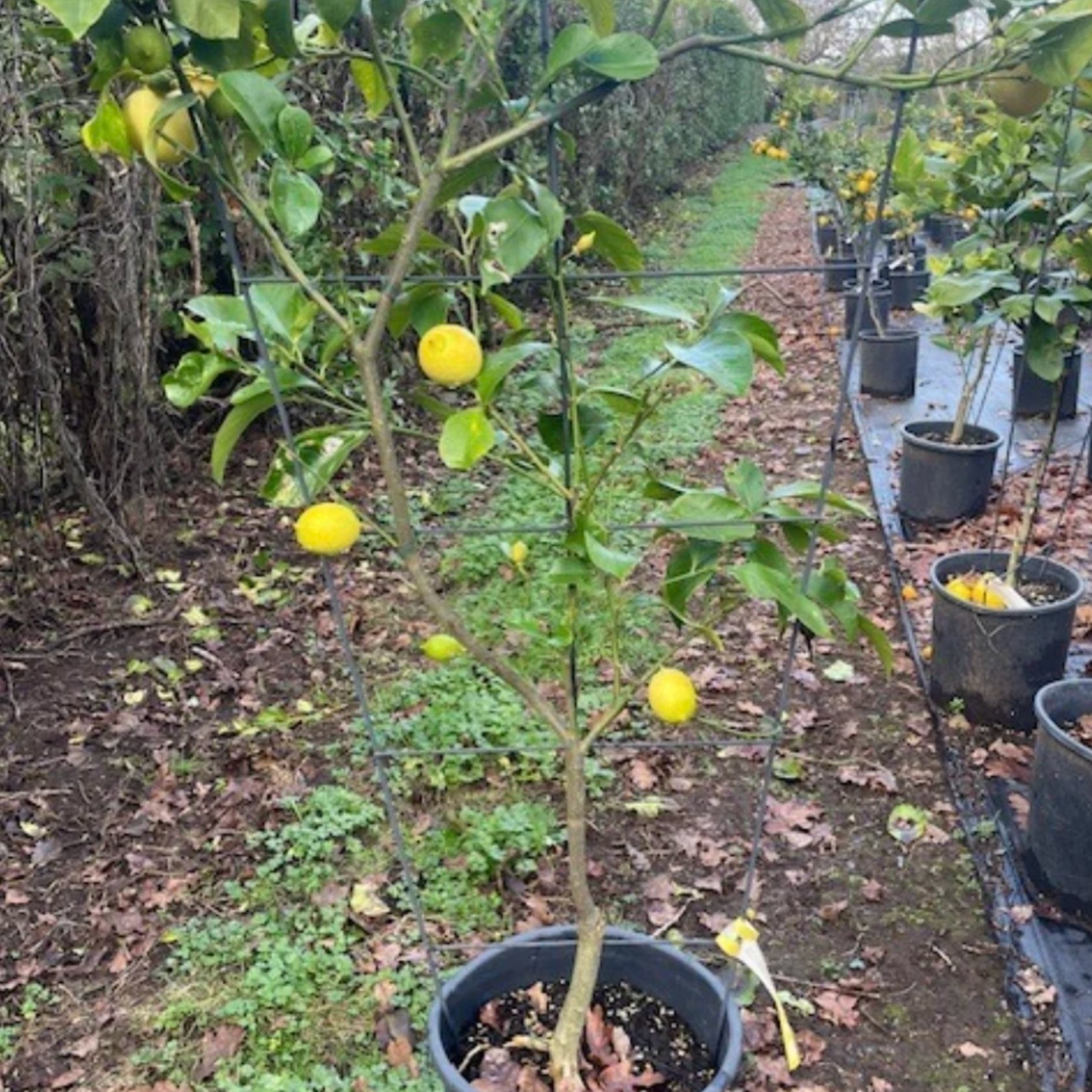 Citrus Yen Ben – Espaliered | ArchiPro NZ