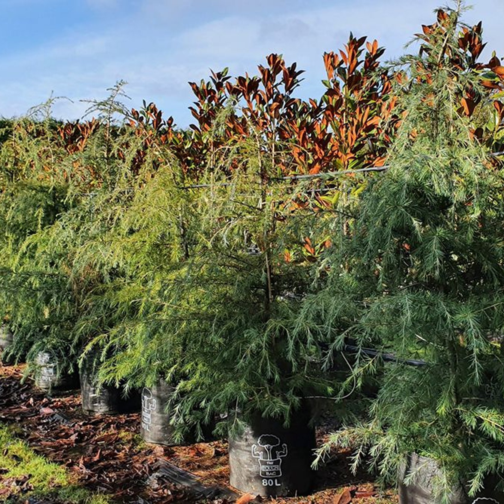 Cedrus deodara | Himalayan Cedar | ArchiPro NZ