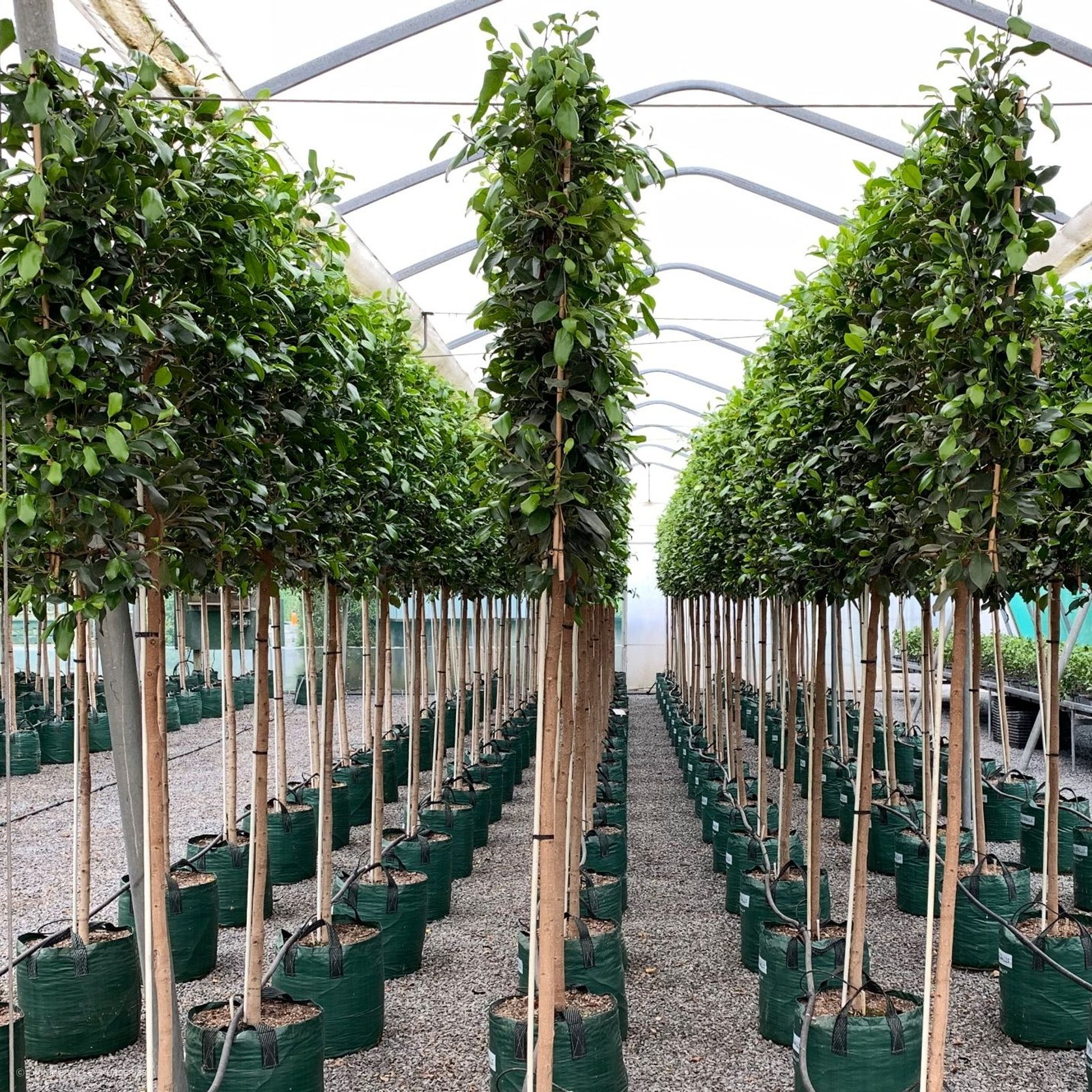 Pleached Screen – Designer Instant Hedge | ArchiPro NZ