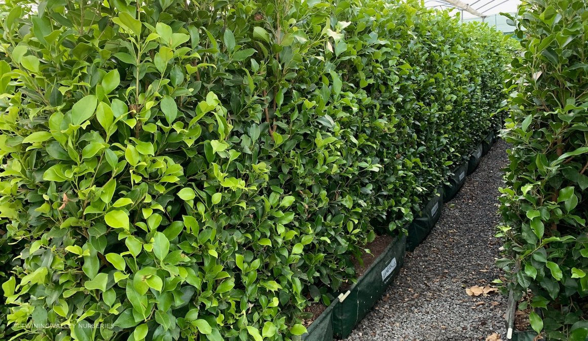 Ficus tuffi instant hedge | ArchiPro NZ