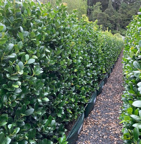 Ilex Largo instant hedge | ArchiPro NZ