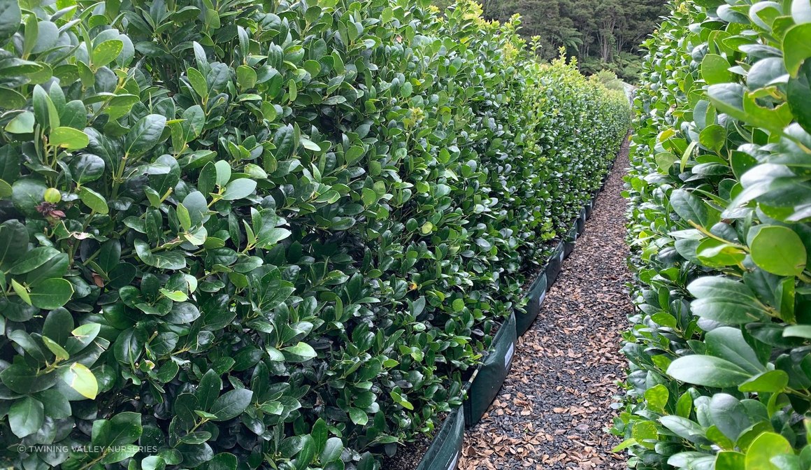Ilex Largo instant hedge | ArchiPro NZ