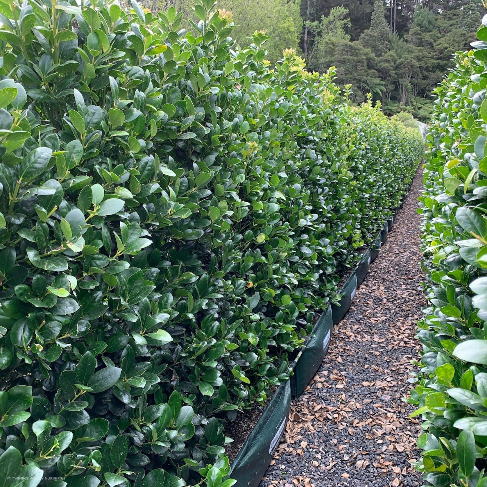 Ilex Largo instant hedge. | ArchiPro NZ