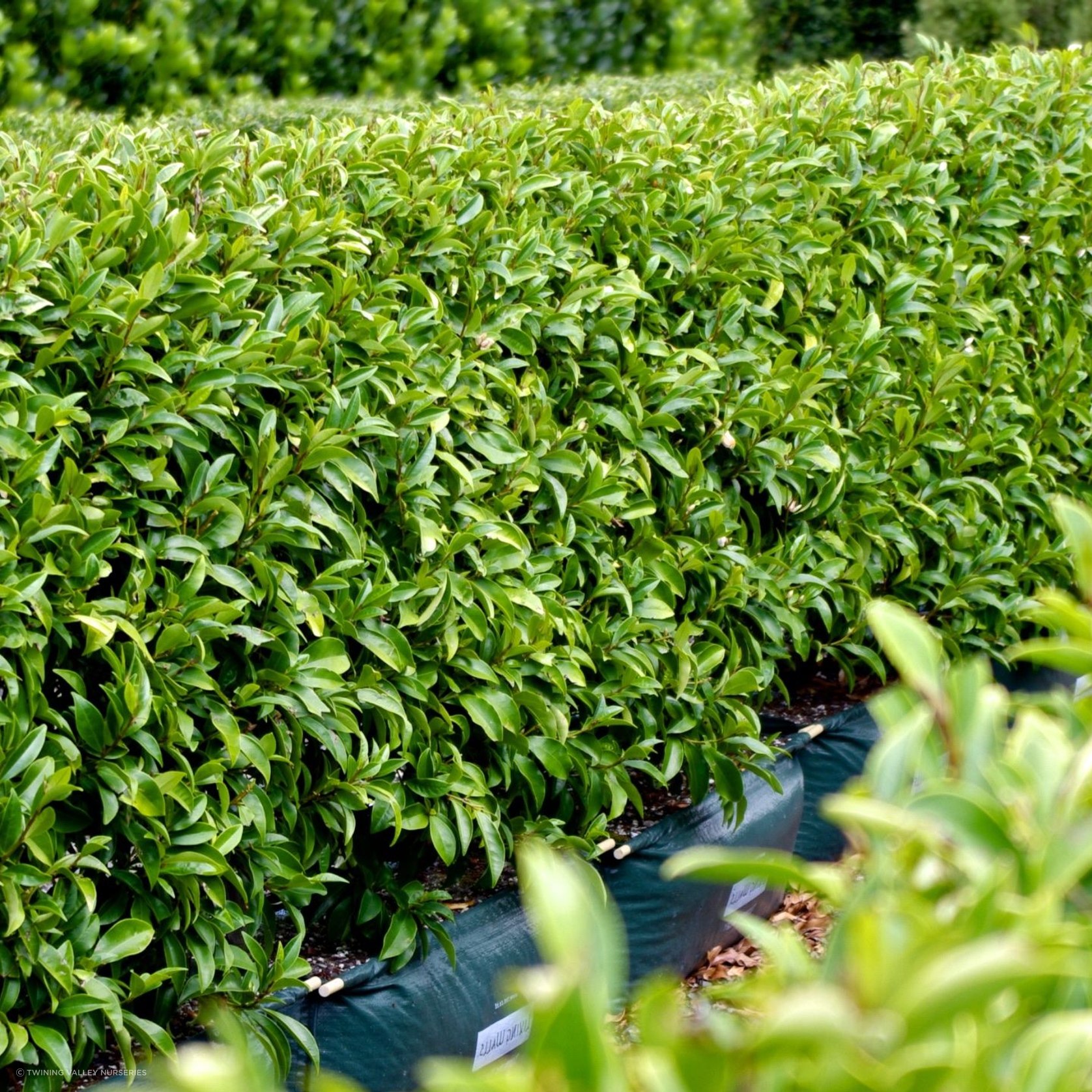 Michelia figo (Port Wine magnolia) instant hedge. | ArchiPro NZ