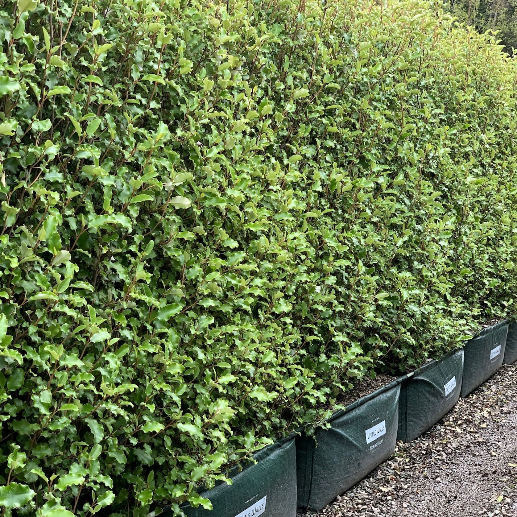Olearia paniculata instant hedge | ArchiPro NZ