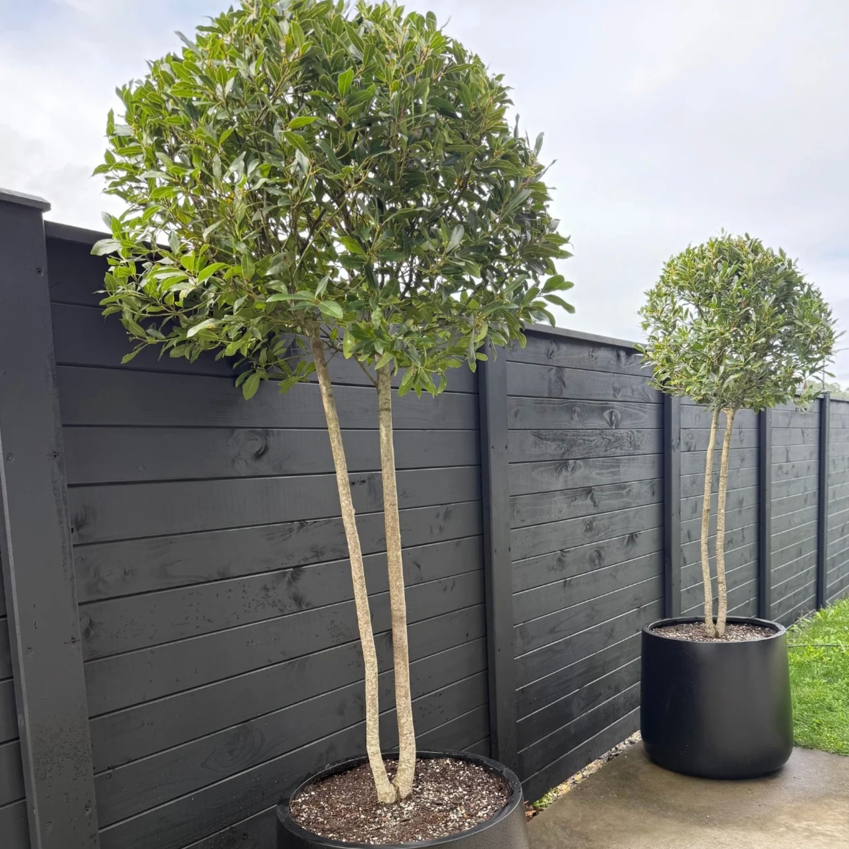 Laurus Nobilis – Multi-Stem | ArchiPro NZ