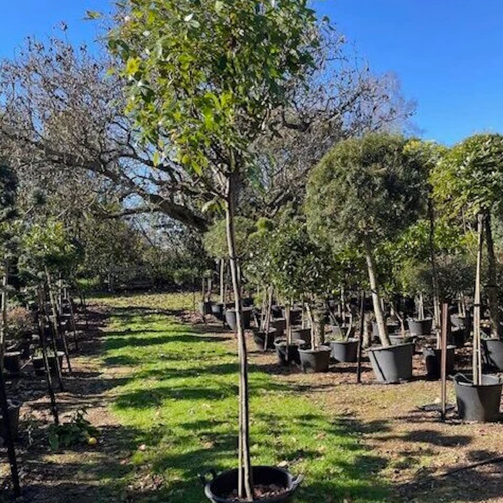 NZ Titoki | ArchiPro NZ