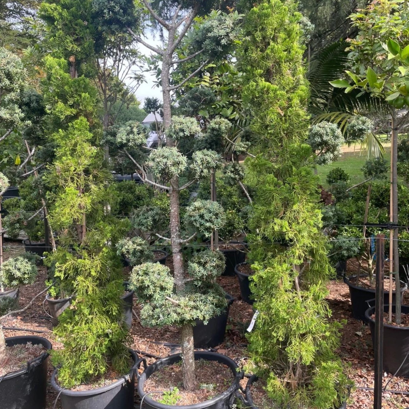 Podocarpus Matapouri Blue – Clouds | ArchiPro NZ