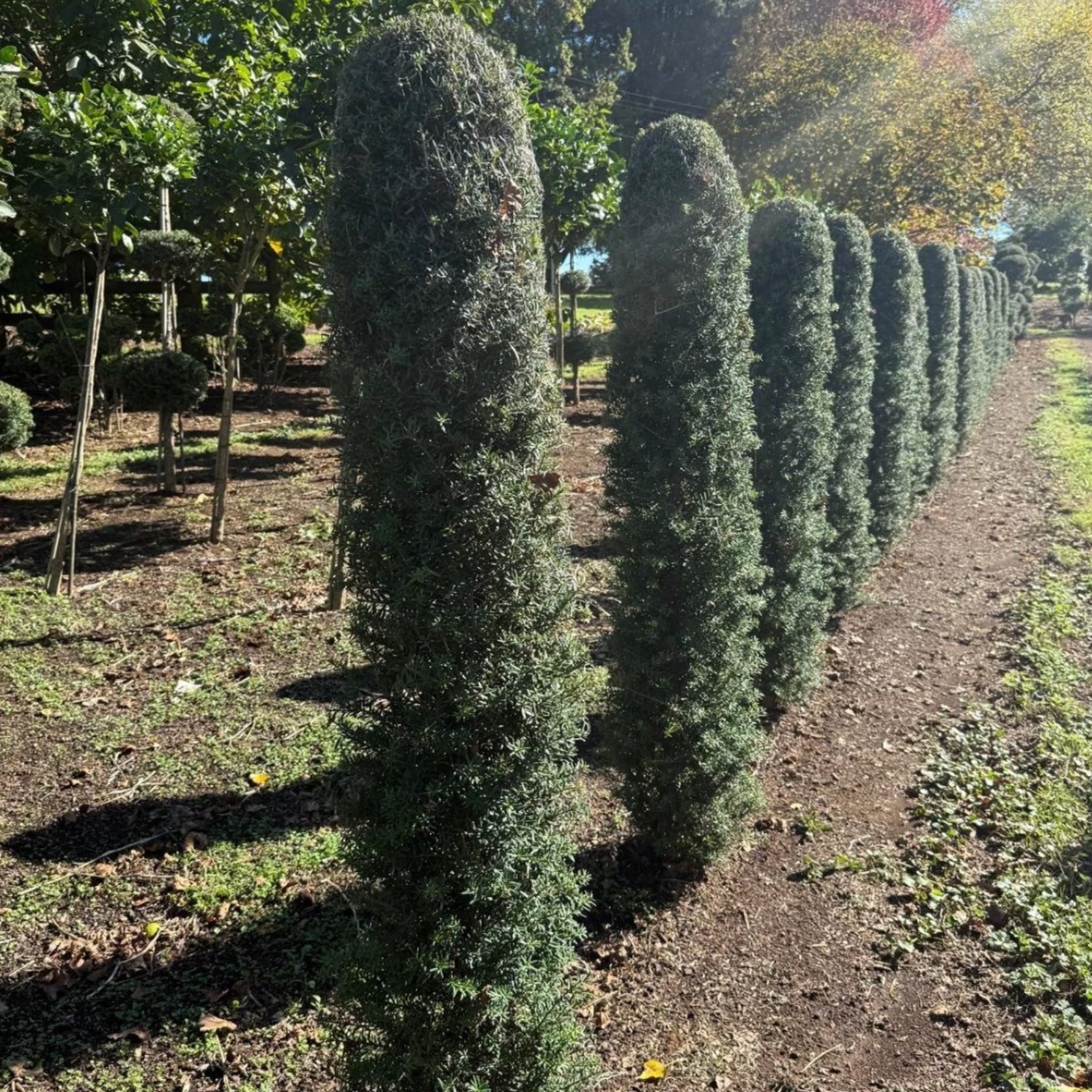 Podocarpus Matapouri Blue – Column | ArchiPro NZ