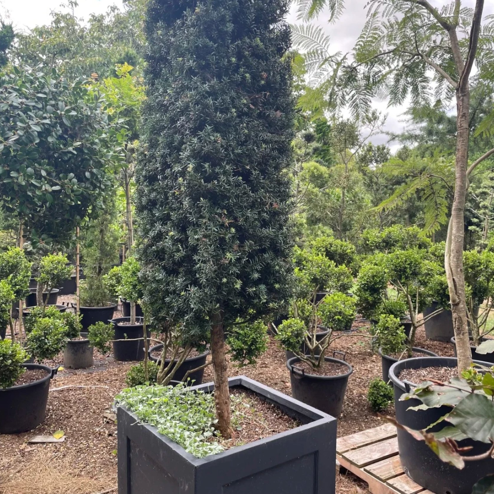 Podocarpus Matapouri Blue w/ Pot | ArchiPro NZ