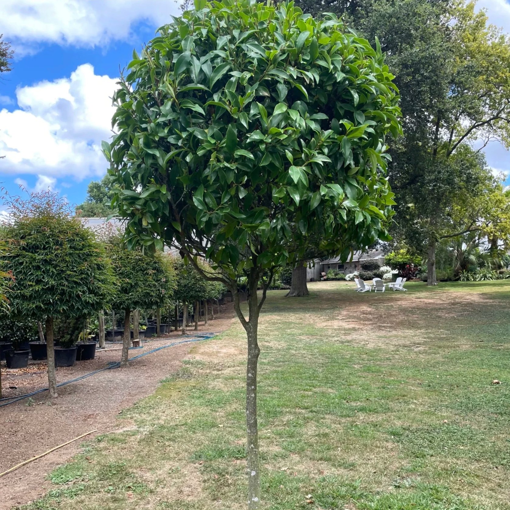 Michelia Figo – Standard | ArchiPro NZ