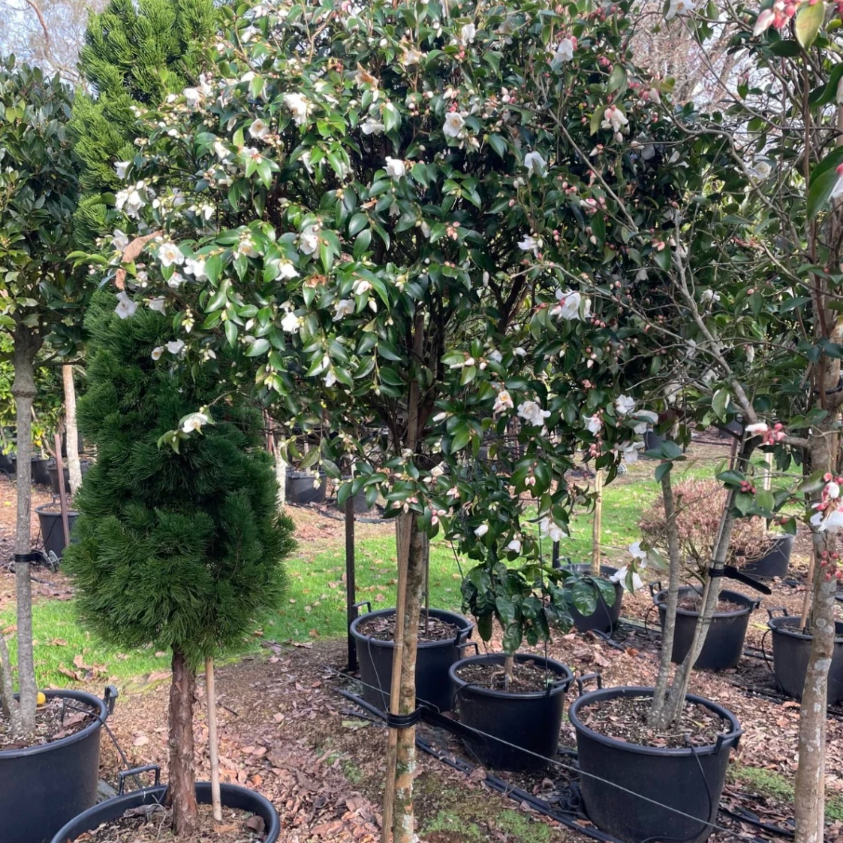 Camellia Transnokoensis – Standard | ArchiPro NZ