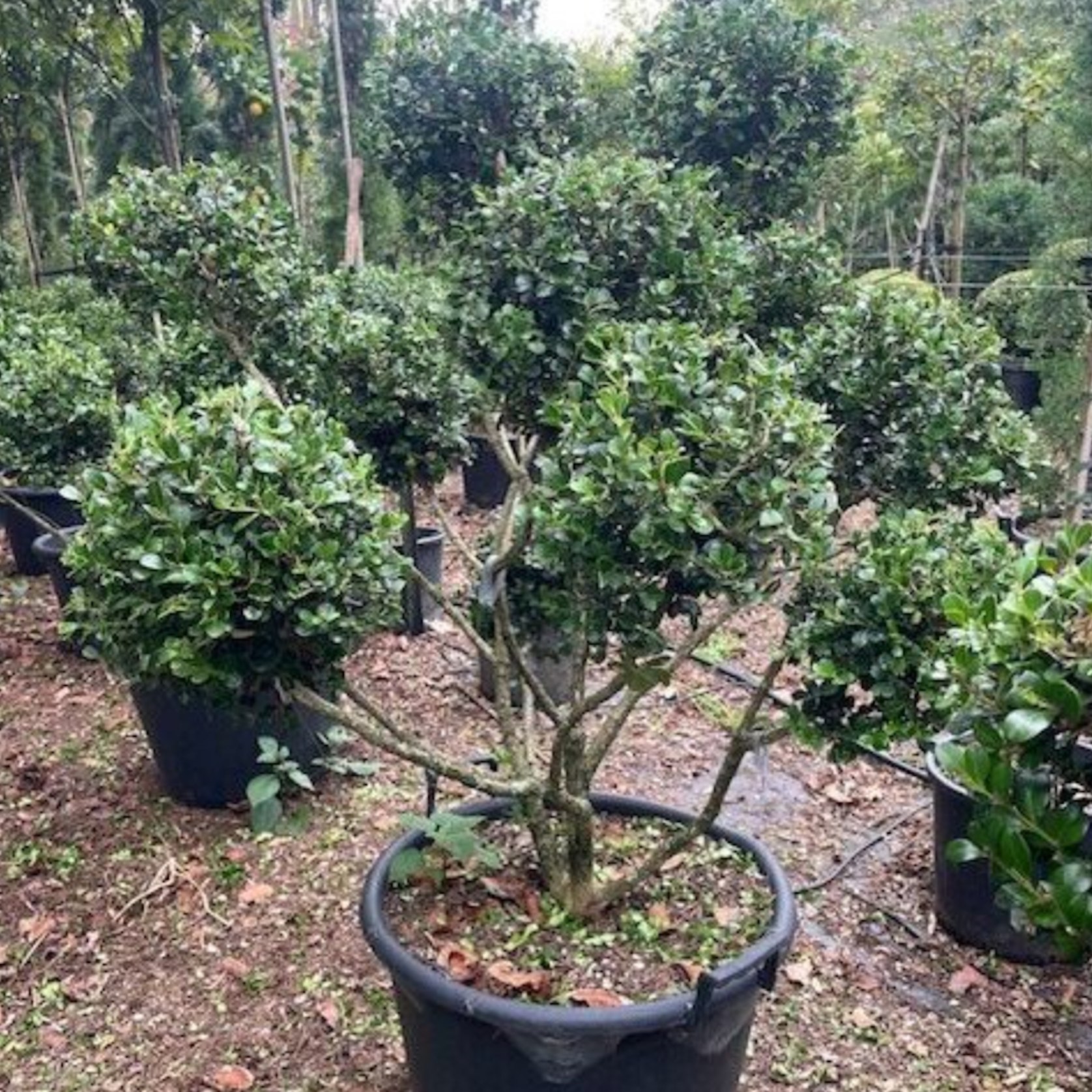 Buxus Microphylla – Clouds | ArchiPro NZ
