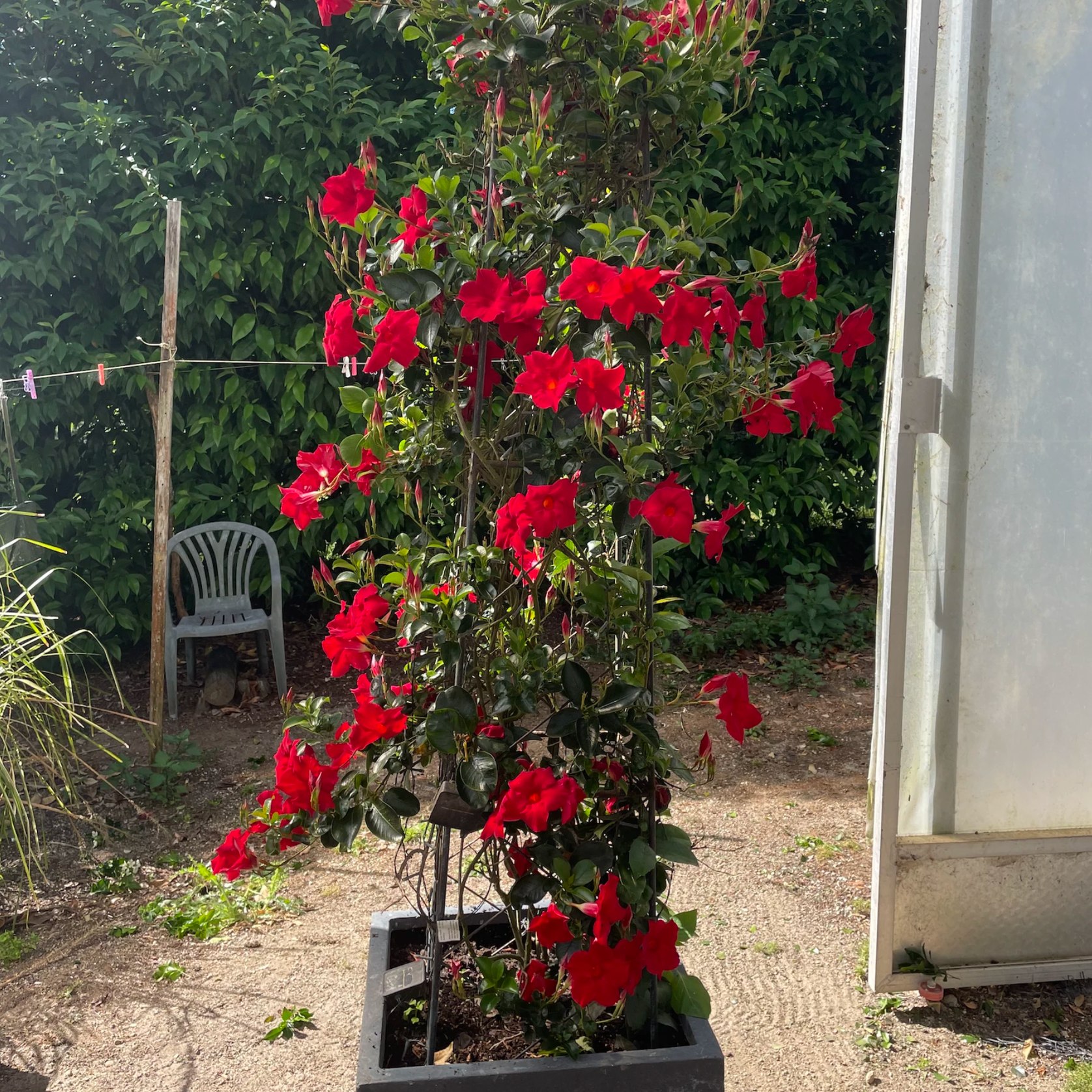 Mandevilla Forever Red | ArchiPro NZ