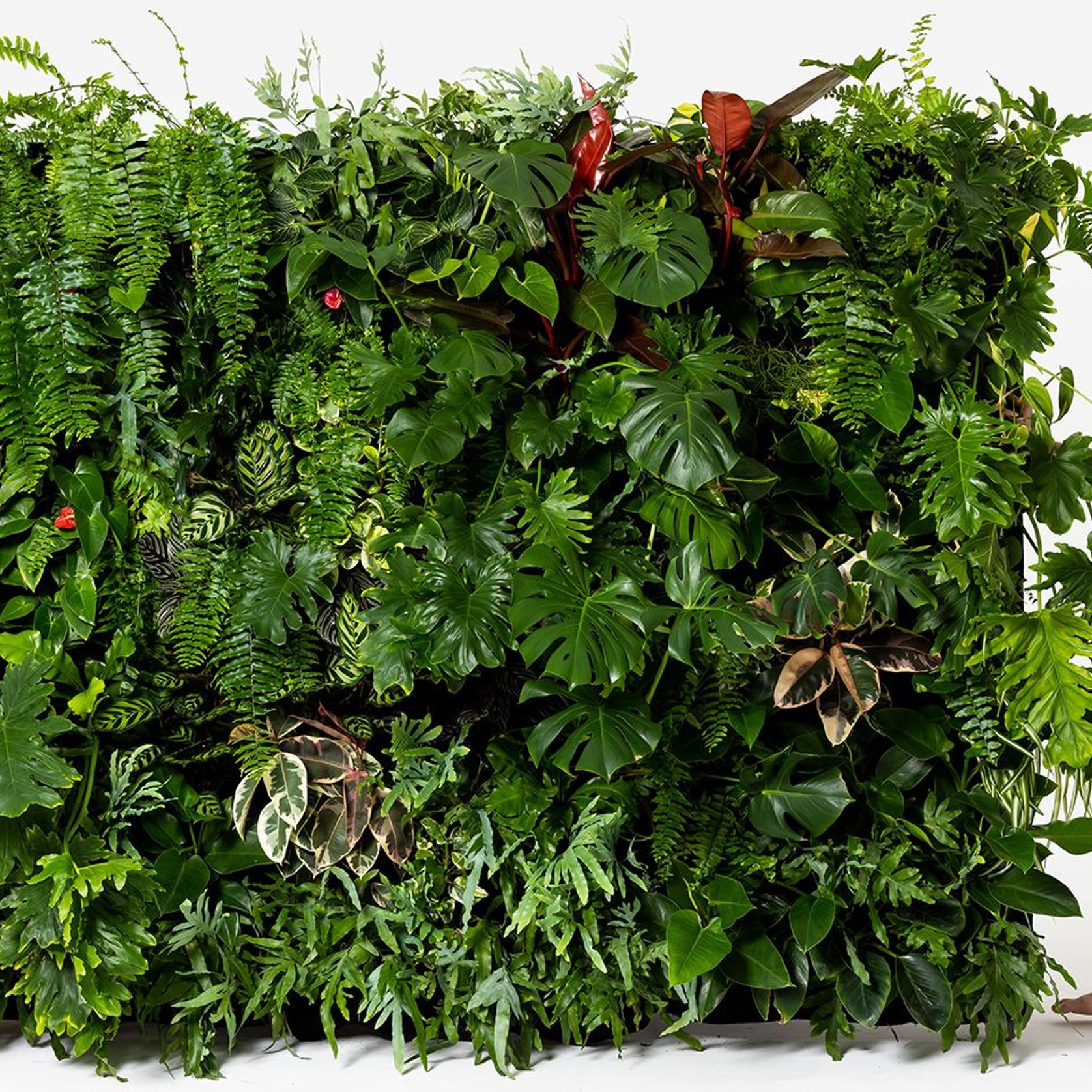 Event Plant Hire | GreenAir | ArchiPro NZ