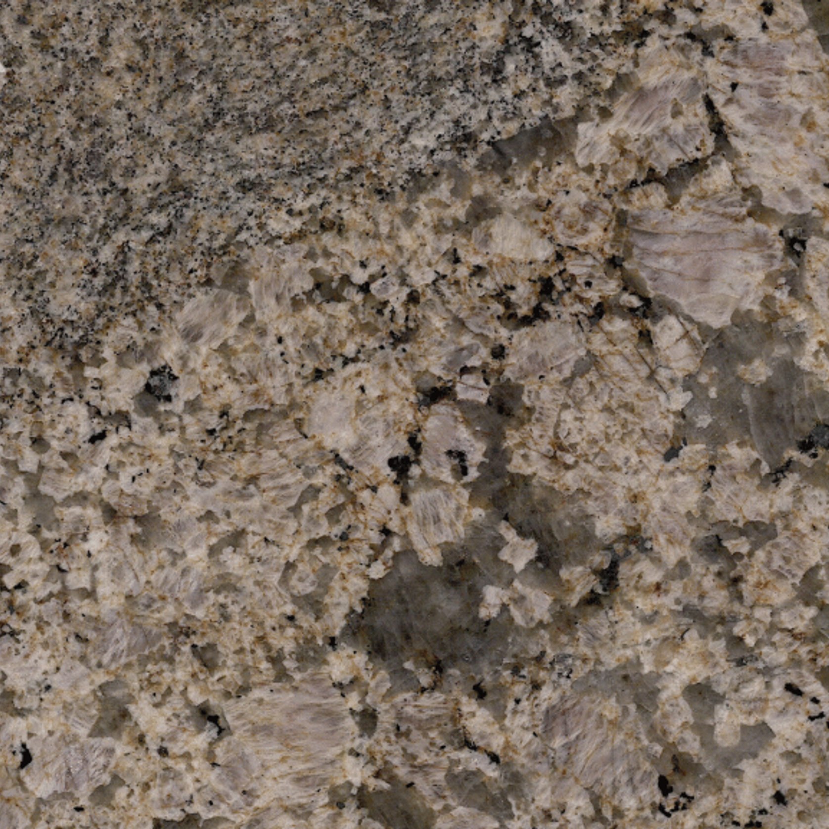 African Ivory | ArchiPro NZ