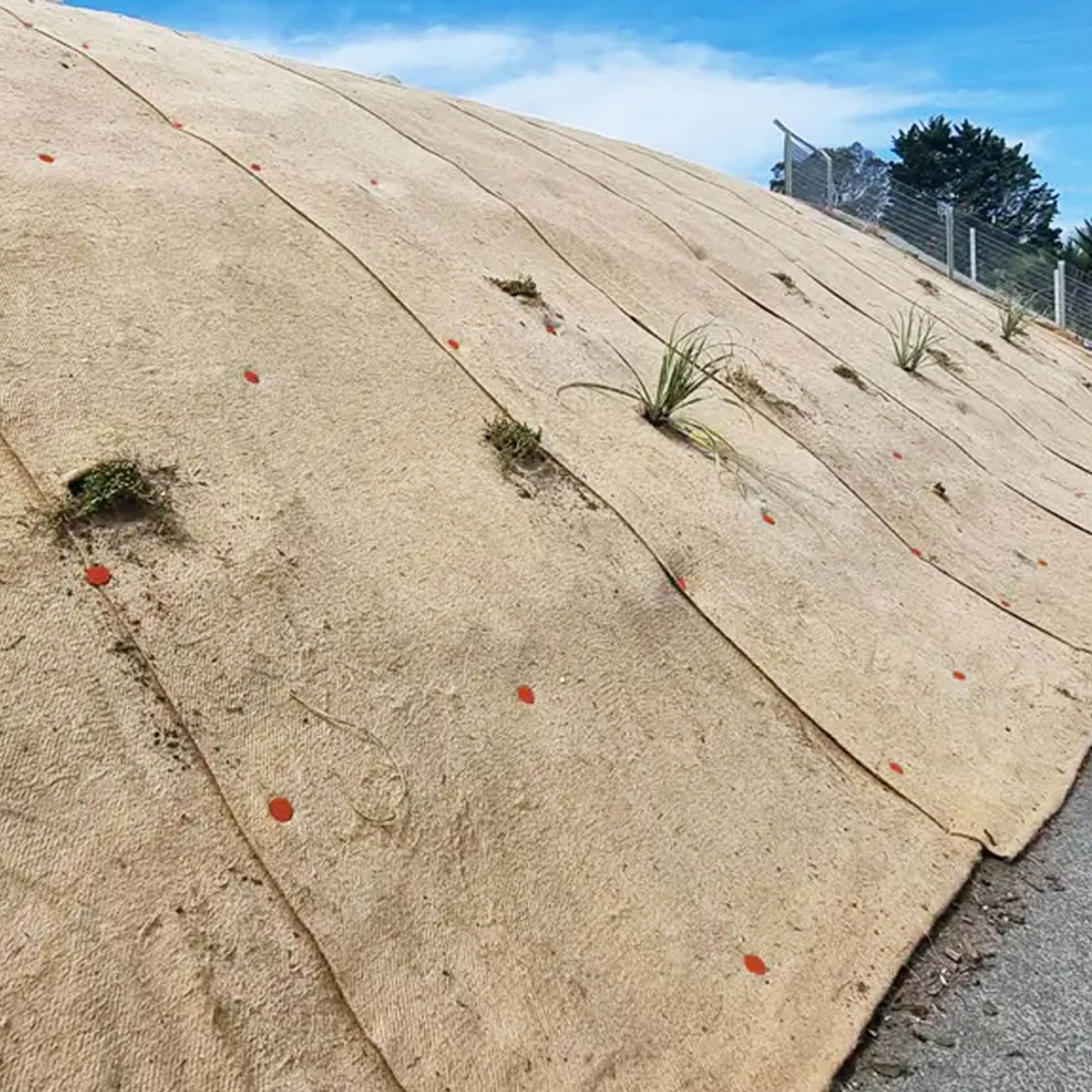 BioPeg 150mm Biodegradable Pins | ArchiPro NZ