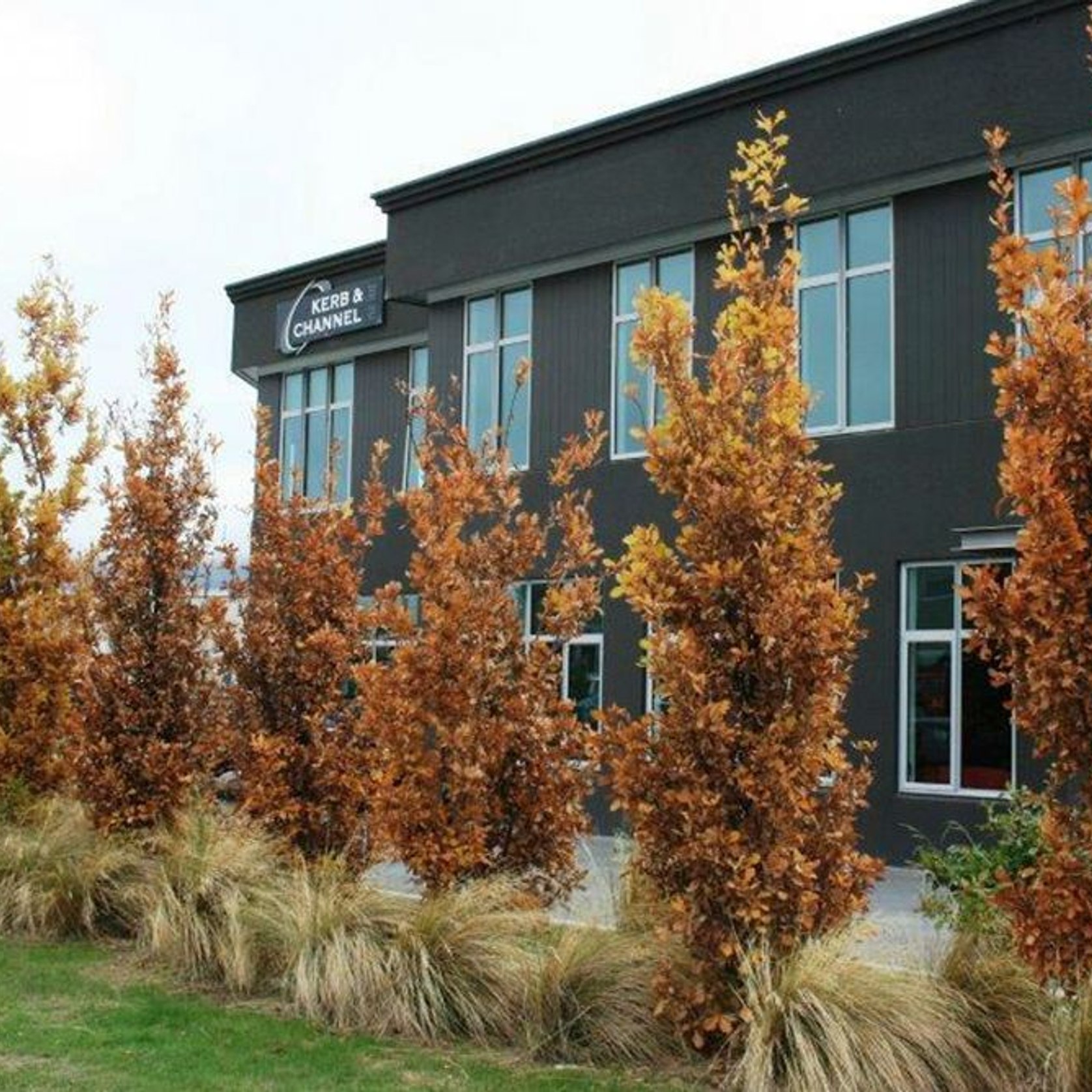 Quercus robur 'Fastigiata' | Upright English Oak | ArchiPro NZ