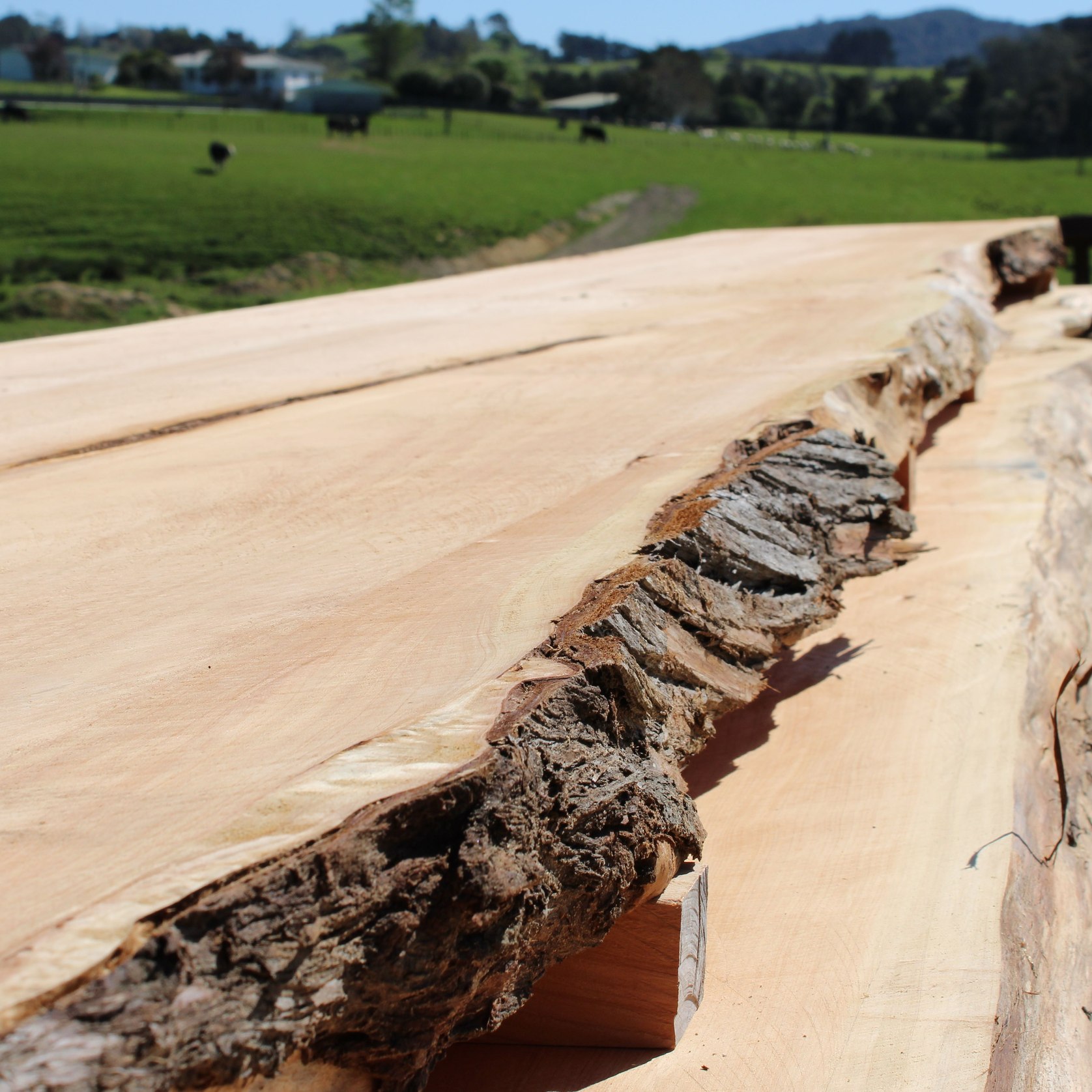 Macrocarpa Slabs | ArchiPro NZ